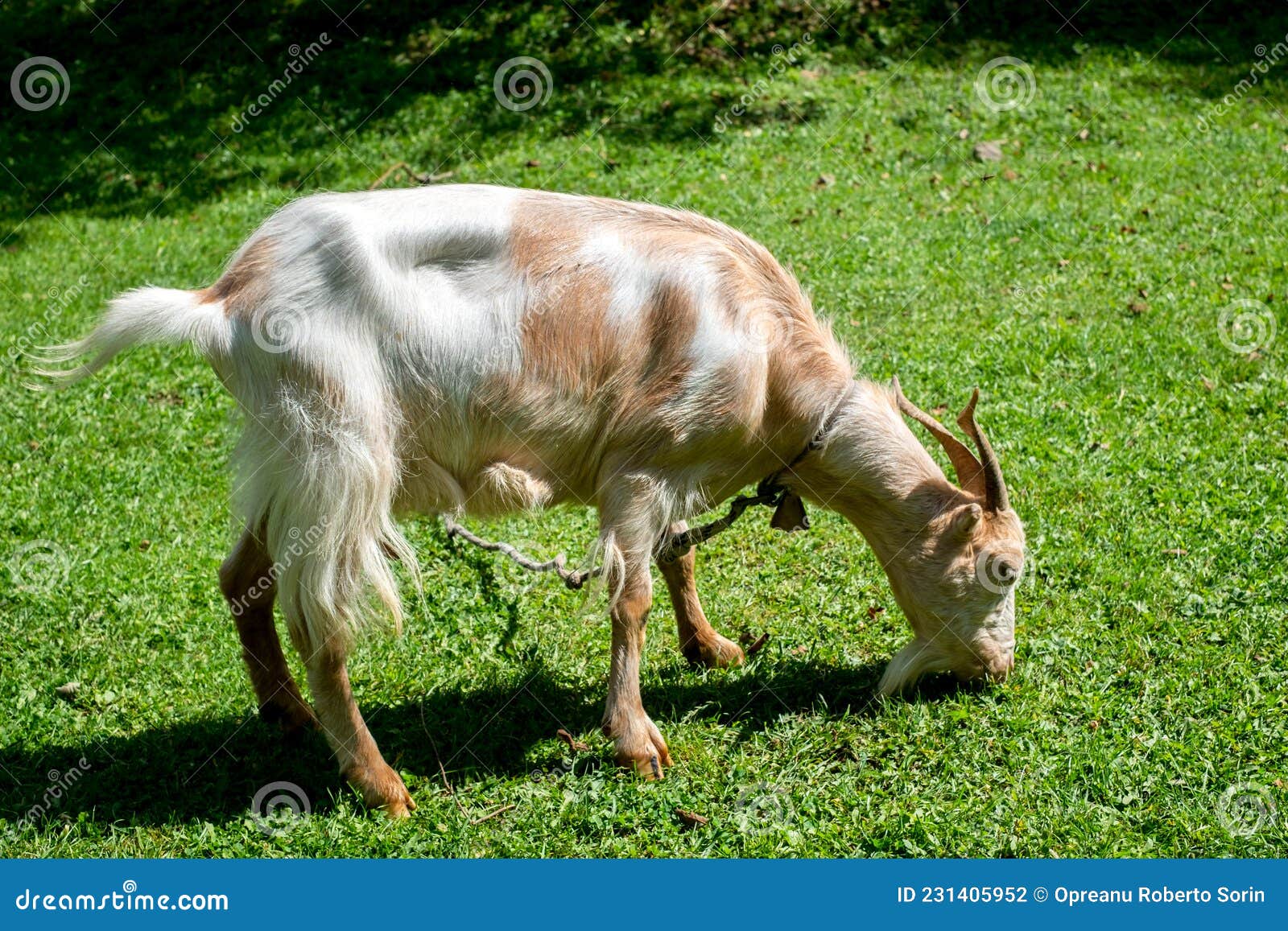 Tied Goat with a Rope Grazing Stock Photo - Image of ireland, weeds ...