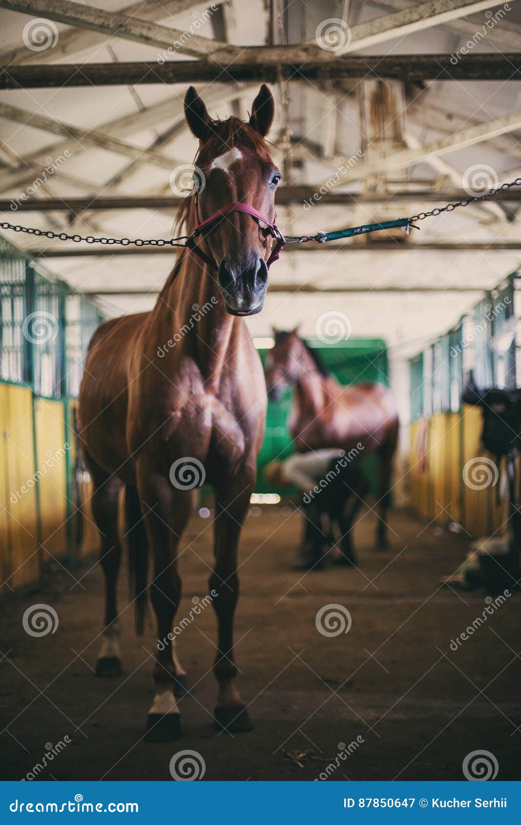Tied the Horse To the Stables Stock Image - Image of girl, farm: 87850647