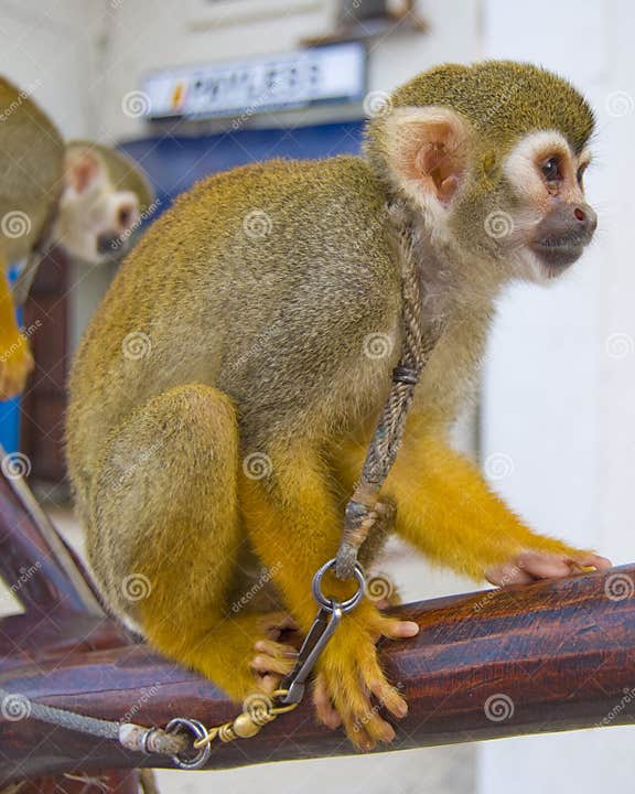 Tied monkey stock image. Image of attraction, expressive - 5608905