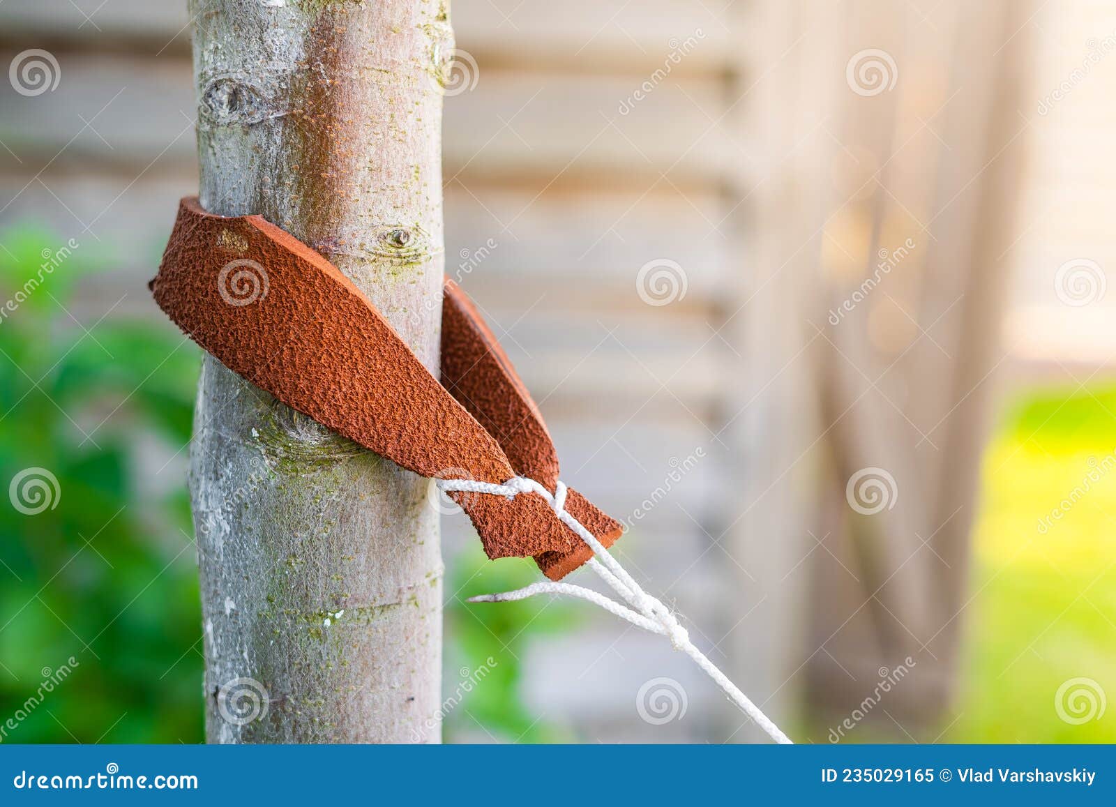 Tied Tree with Leather Backing Close Up Stock Image - Image of backing ...