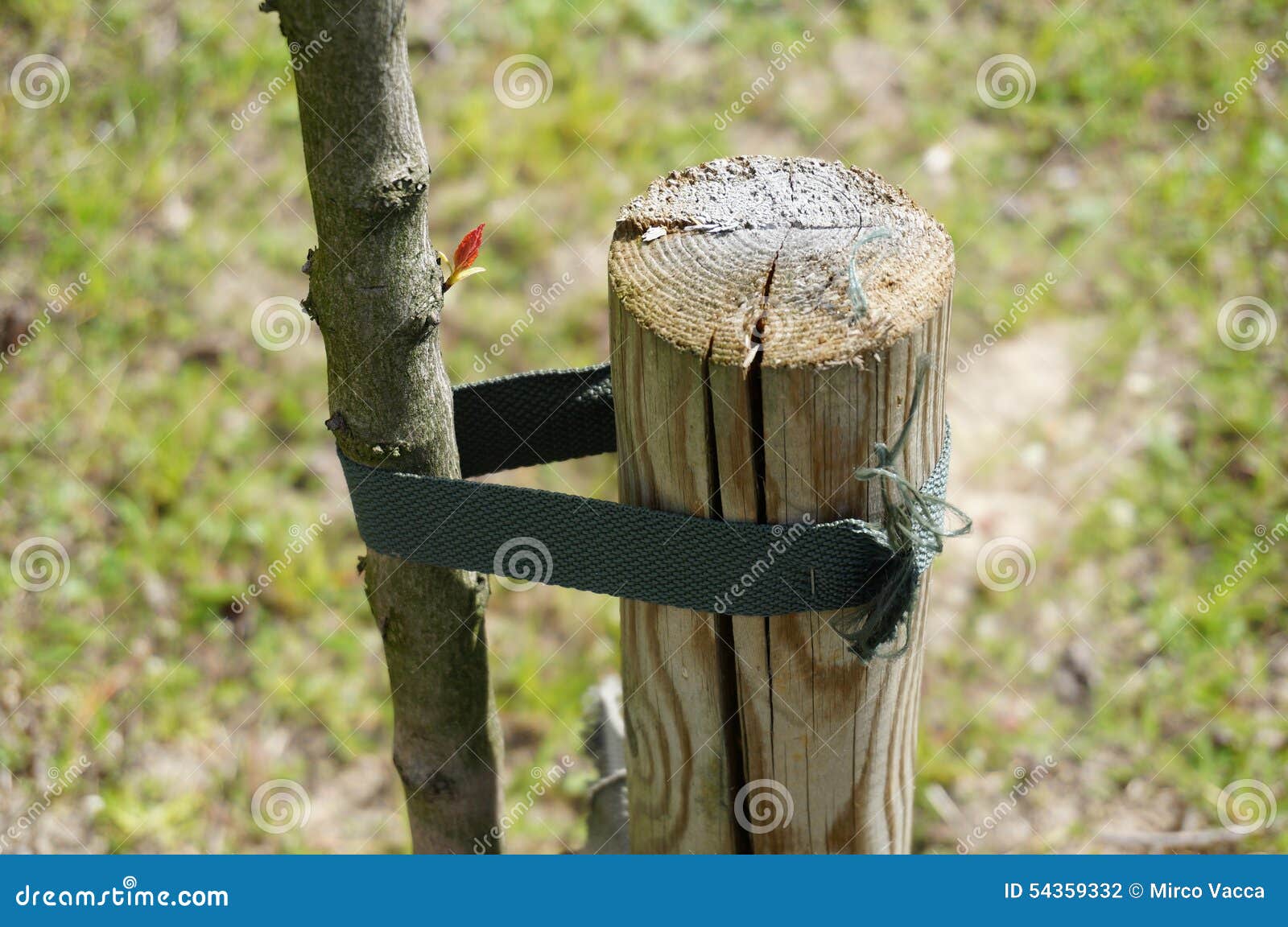 Tied Up Tree Seedling Close-up. Leather Padding To Prevent Damage To ...