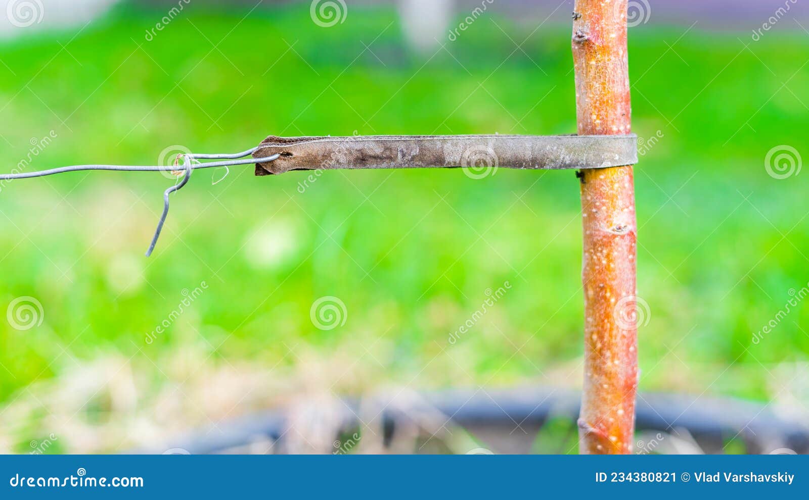 Tied Up Tree Seedling Close-up. Leather Padding To Prevent Damage To ...