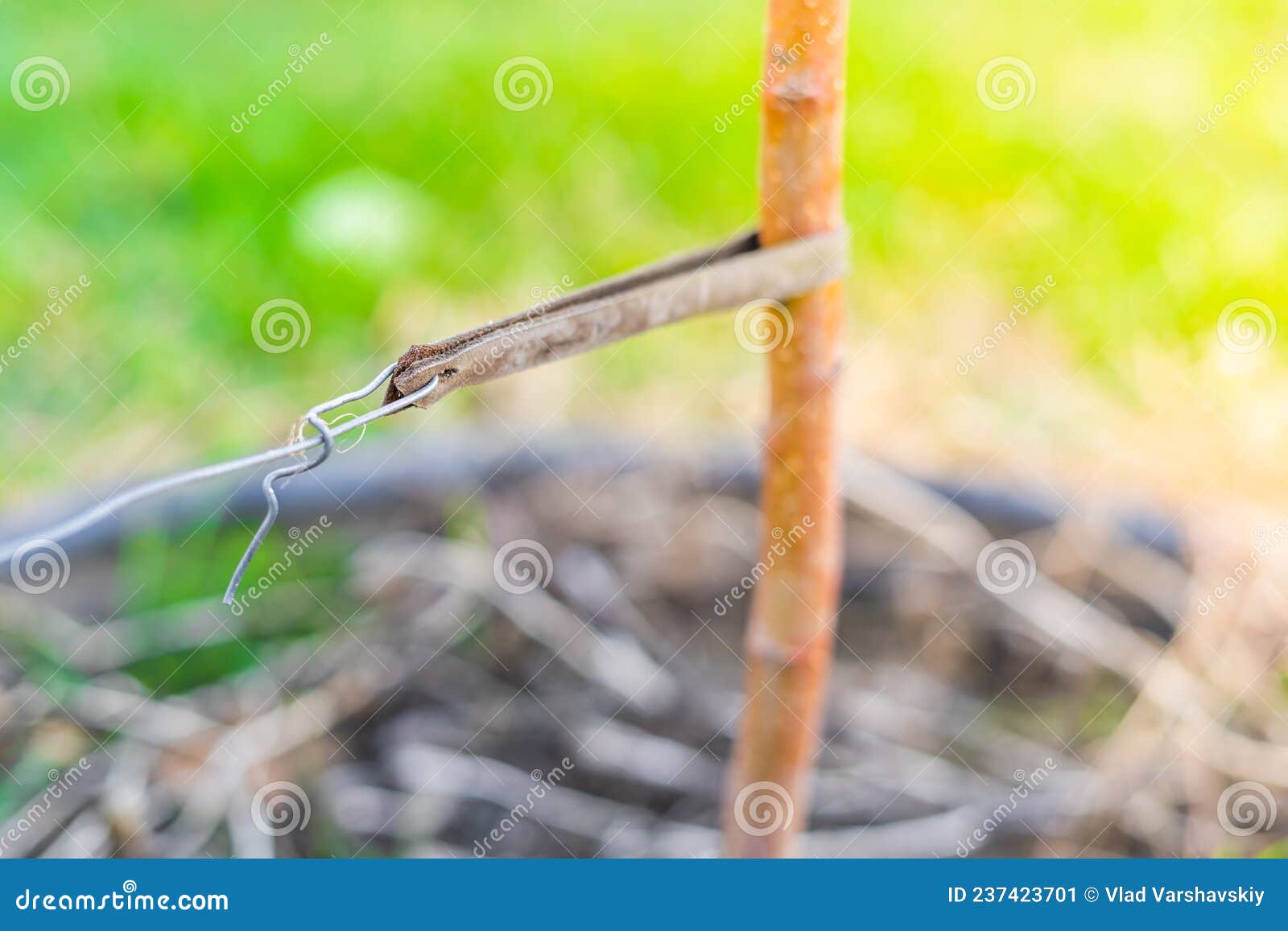Tied Up Tree Seedling Close-up. Leather Padding To Prevent Damage To ...