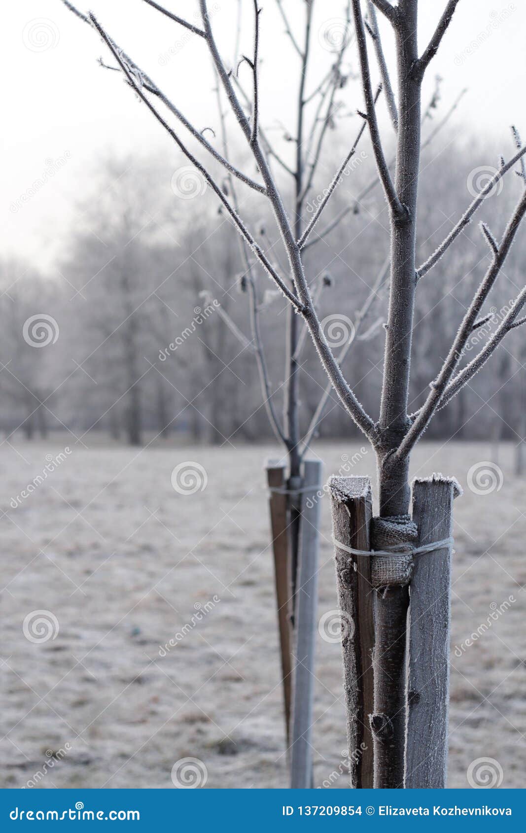 Tied up trees stock photo. Image of park, blue, field - 137209854