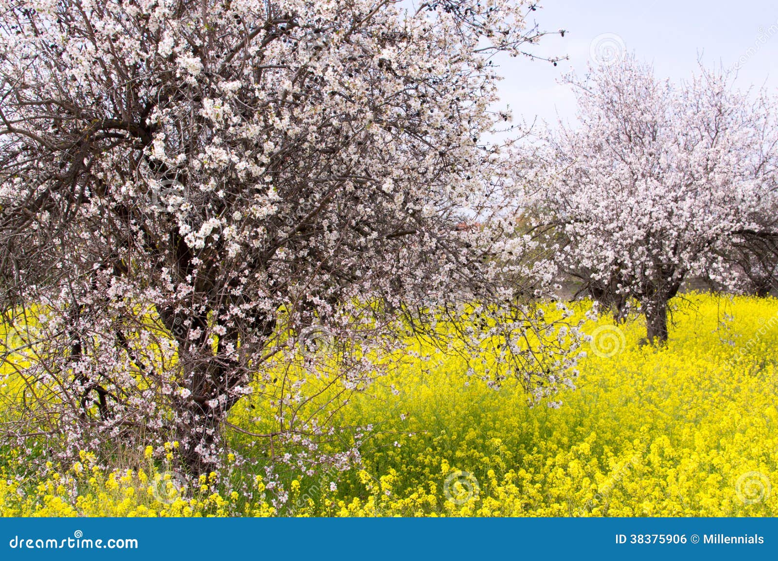 Tiempo de primavera foto de archivo. Imagen de hoja, flora - 38375906