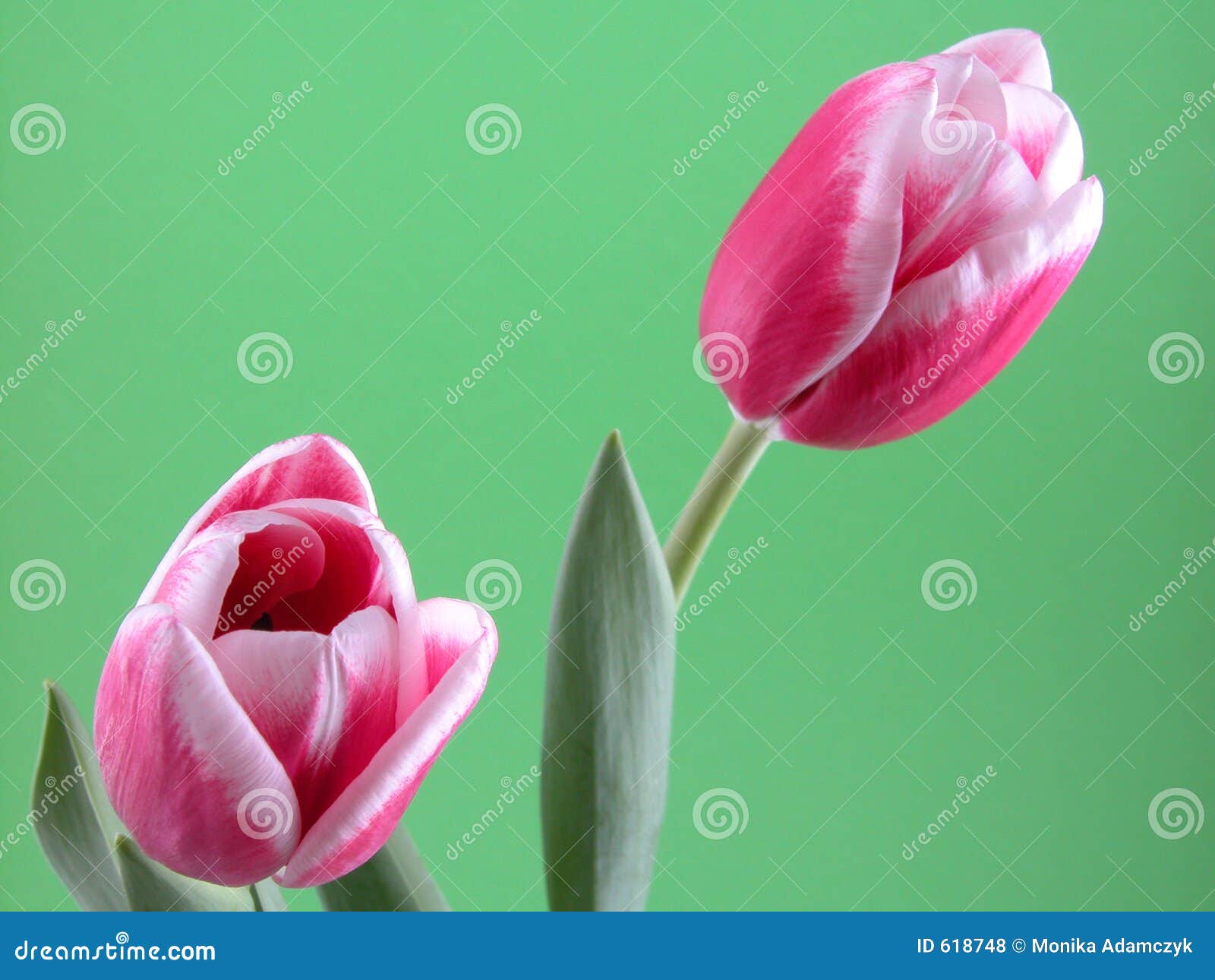 Tiempo de resorte foto de archivo. Imagen de rosa, planta - 618748