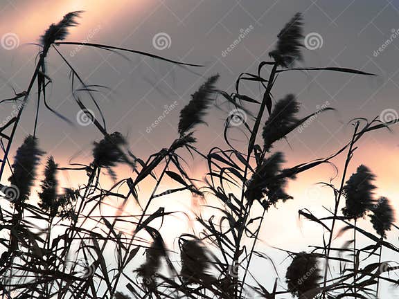 Tiempo ventoso imagen de archivo. Imagen de vida, potencia - 3094145