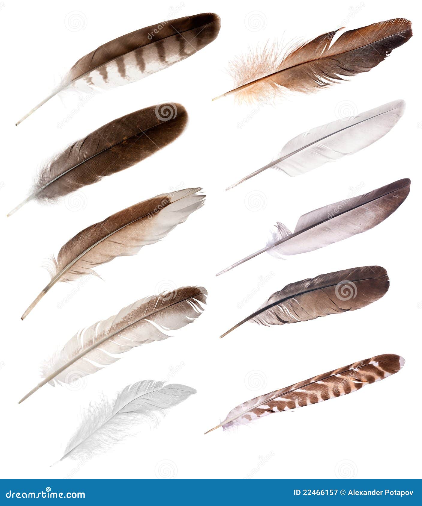 Tien Veren Van Verschillende Vogels Stock Afbeelding - Image of reeks ...