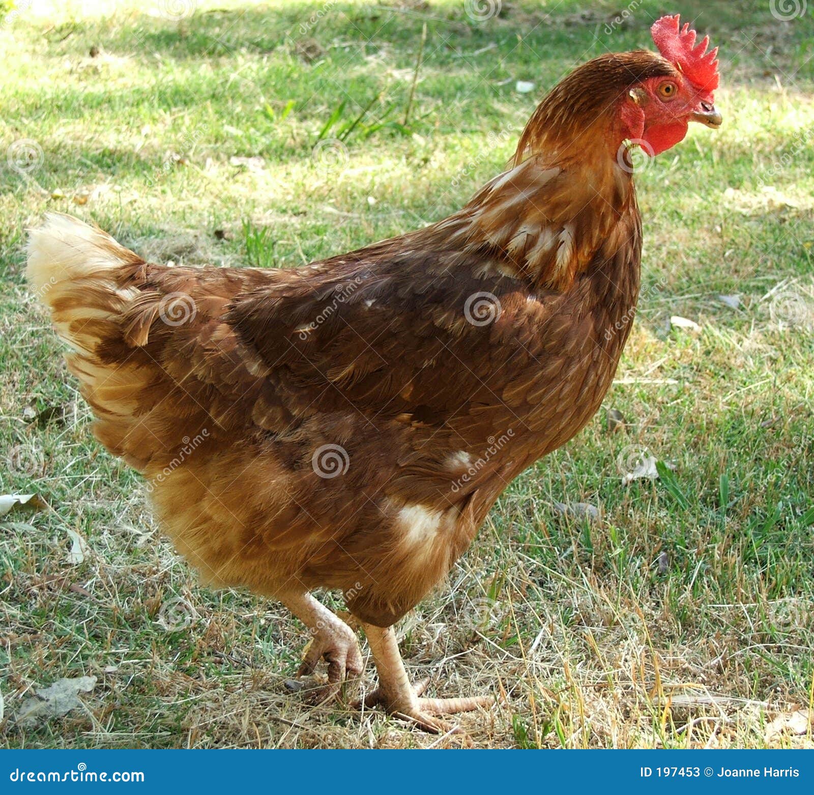 Tier - Huhn stockbild. Bild von flügel, essen, küken, henne - 197453