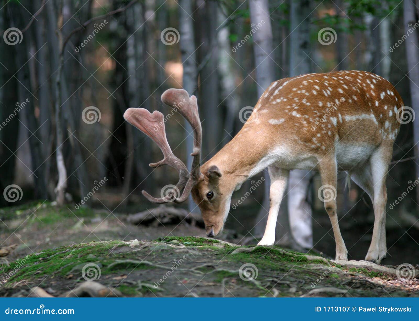 Tier - Portrait Der Brache-Rotwild Stockbild - Bild von park, jagd: 1713107