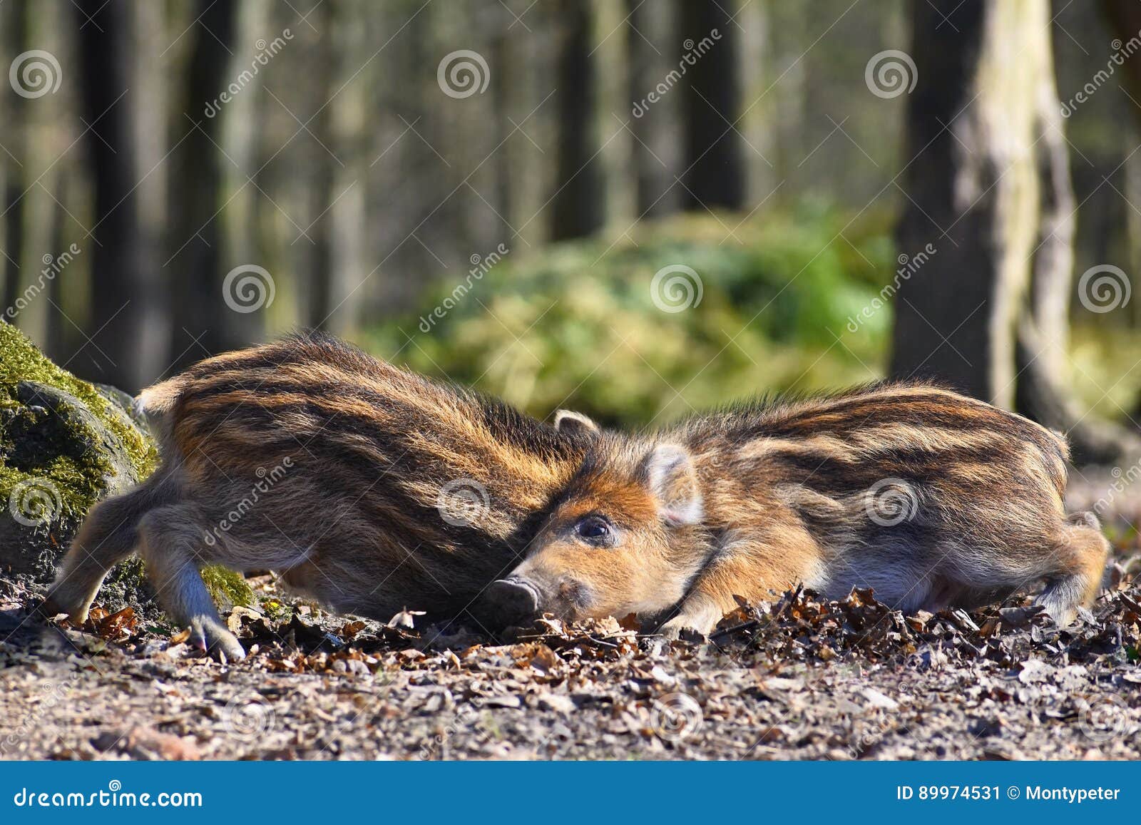 Tier - Wilder Eber Im Wilden Stockbild - Bild von nett, hintergrund ...