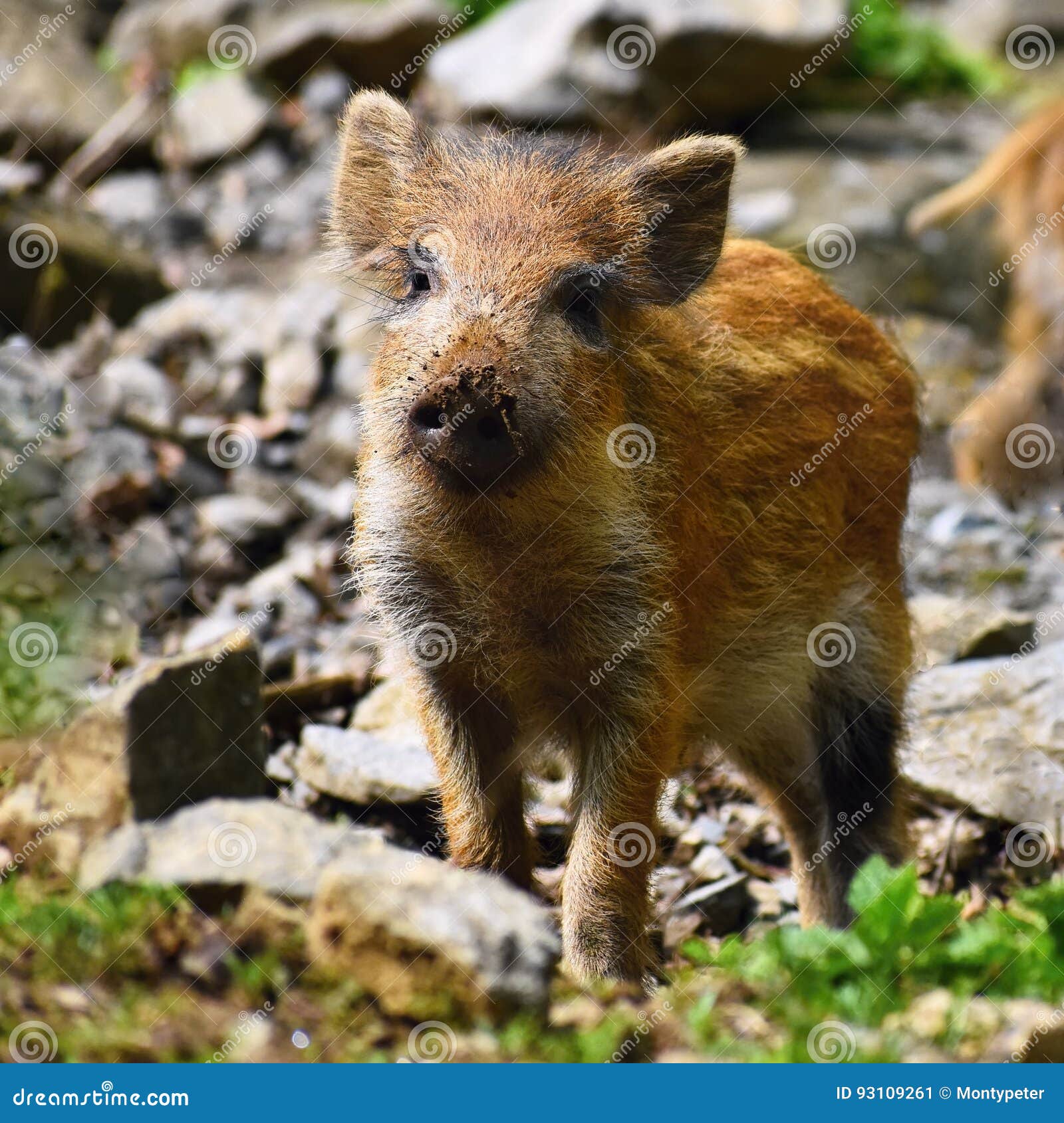 Tier - Wilder Eber Im Wilden Sus Scrofa Stockbild - Bild von ...