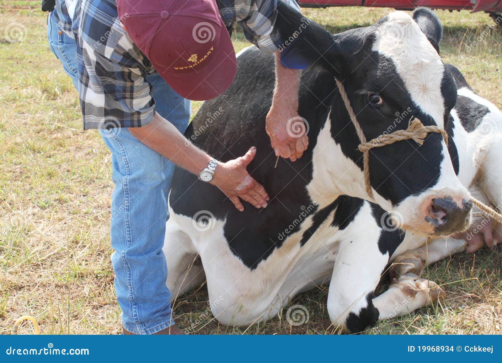 Tierarzt, Der Die Ader Der Kuh Findet Stockfoto - Bild von bukolisch ...