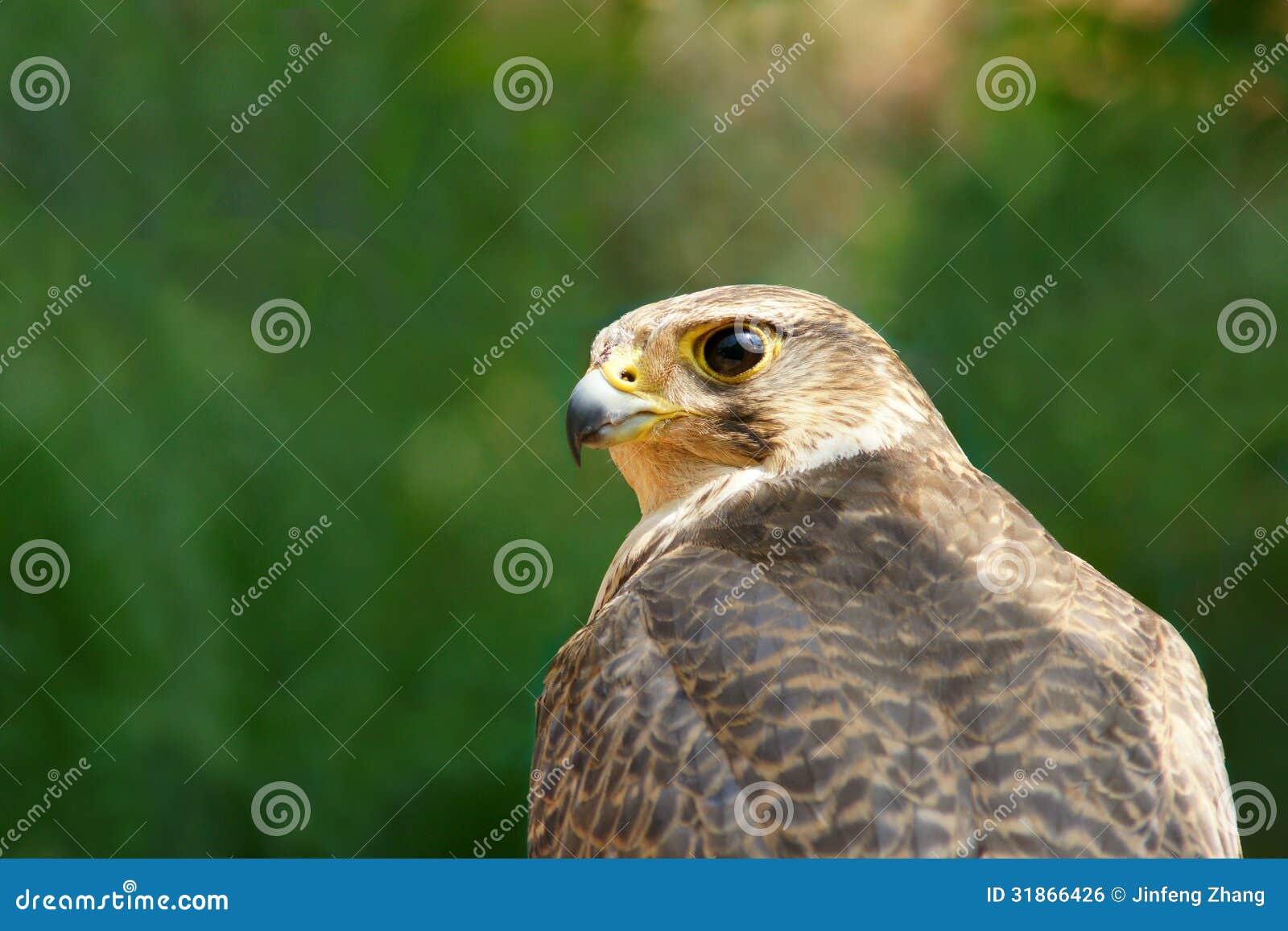 Tiercel stock photo. Image of bird, prey, eyes, falcon - 31866426