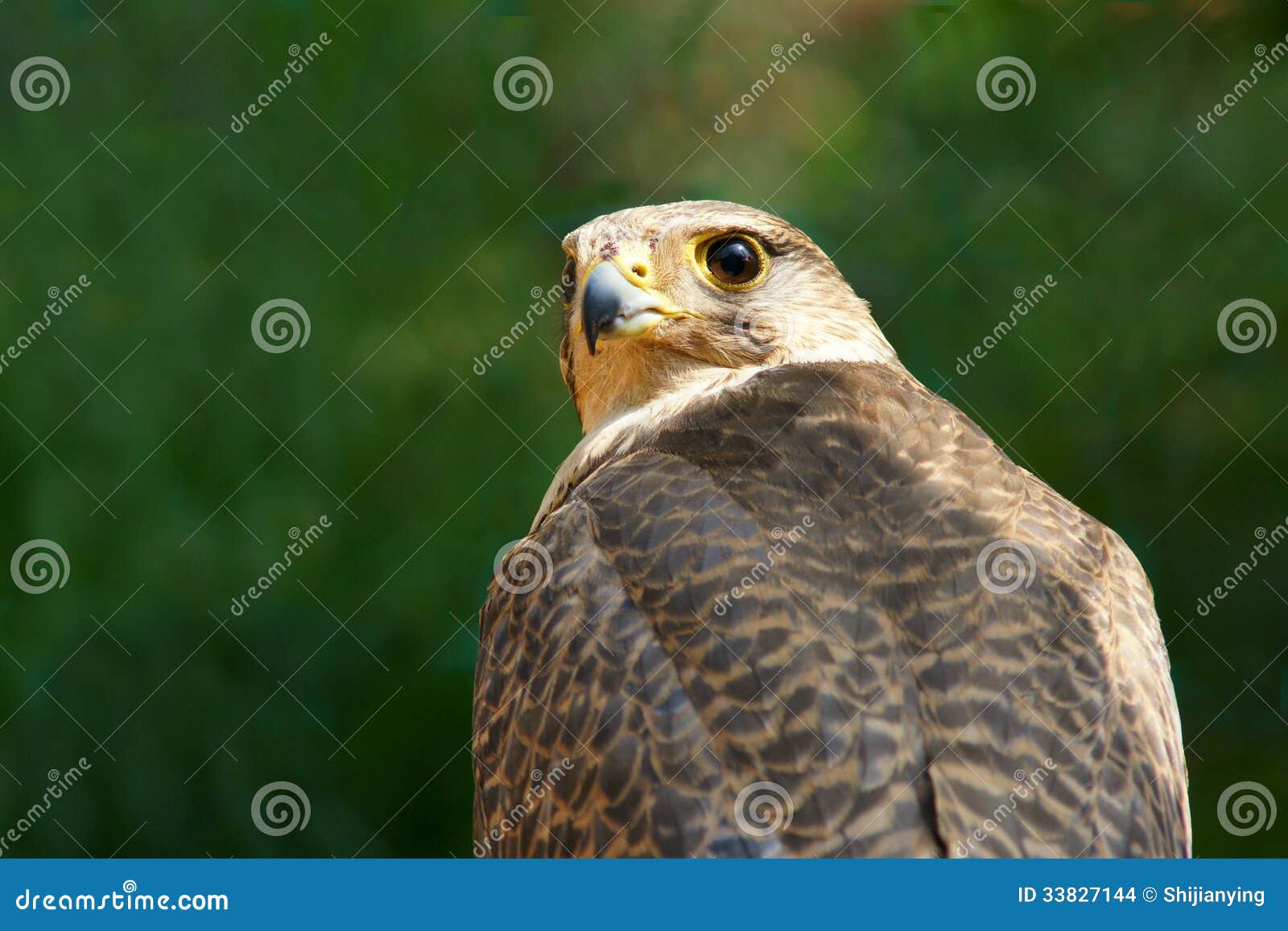 Tiercel stock photo. Image of animal, close, peregrine - 33827144