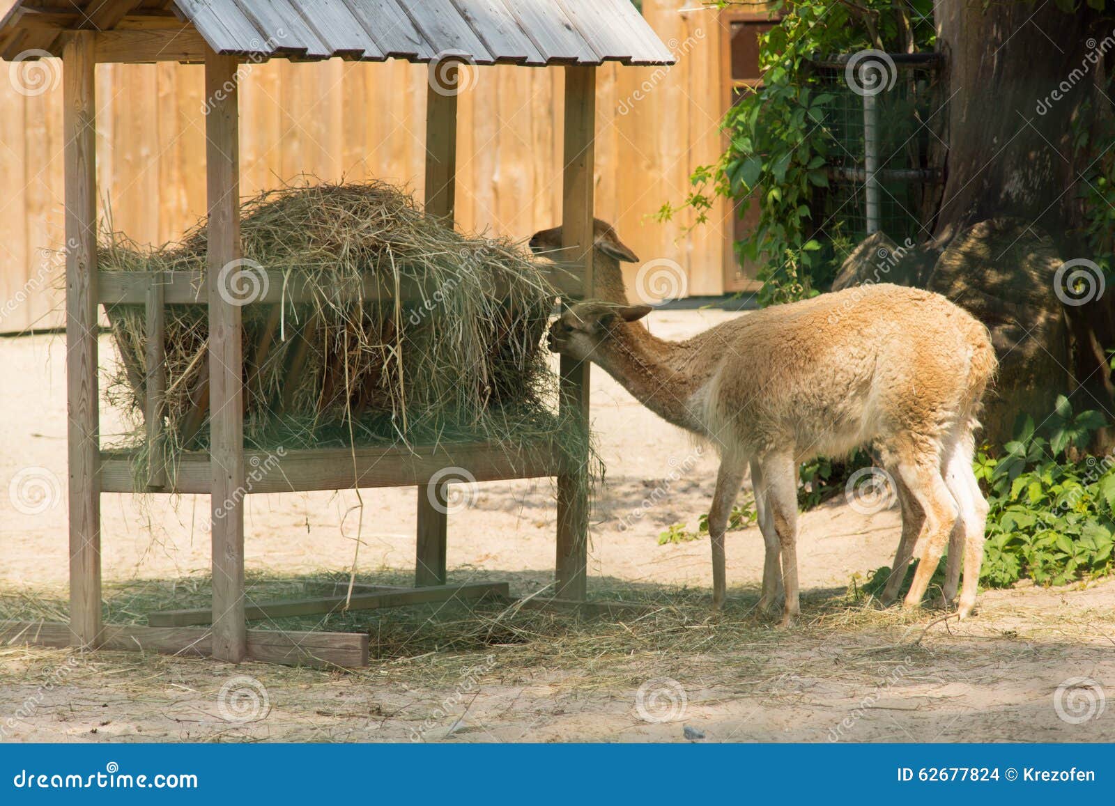 Tiere Essen Von Einem Futtertrog Stockfoto - Bild von vieh, gerste ...