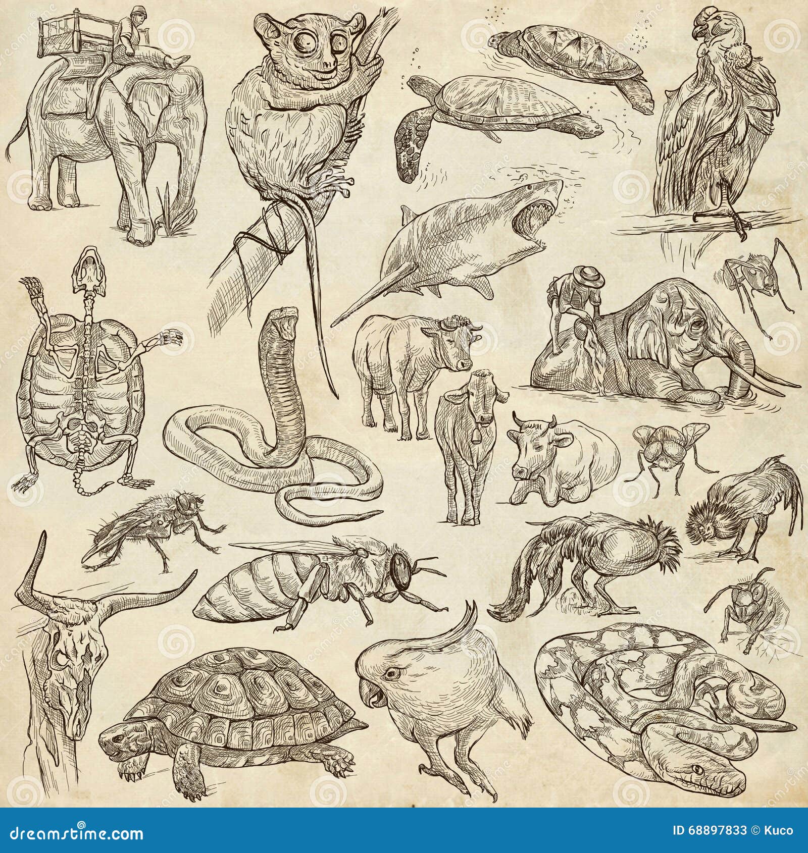 Tiere - Freihändig Skizzierend, Satz Stock Abbildung - Illustration von ...