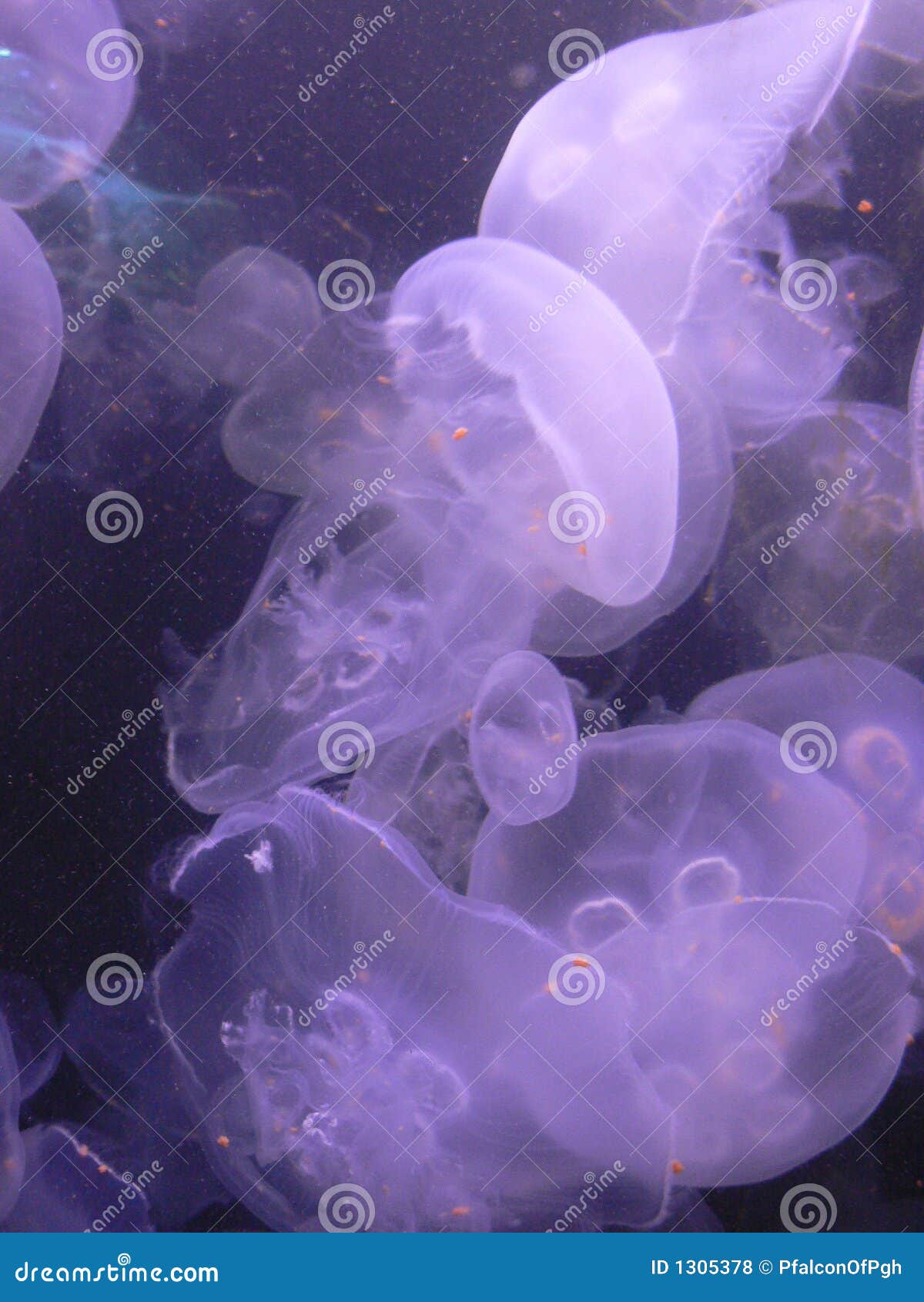 Tiere: Lila Jelllyfish stockfoto. Bild von jenseitige - 1305378