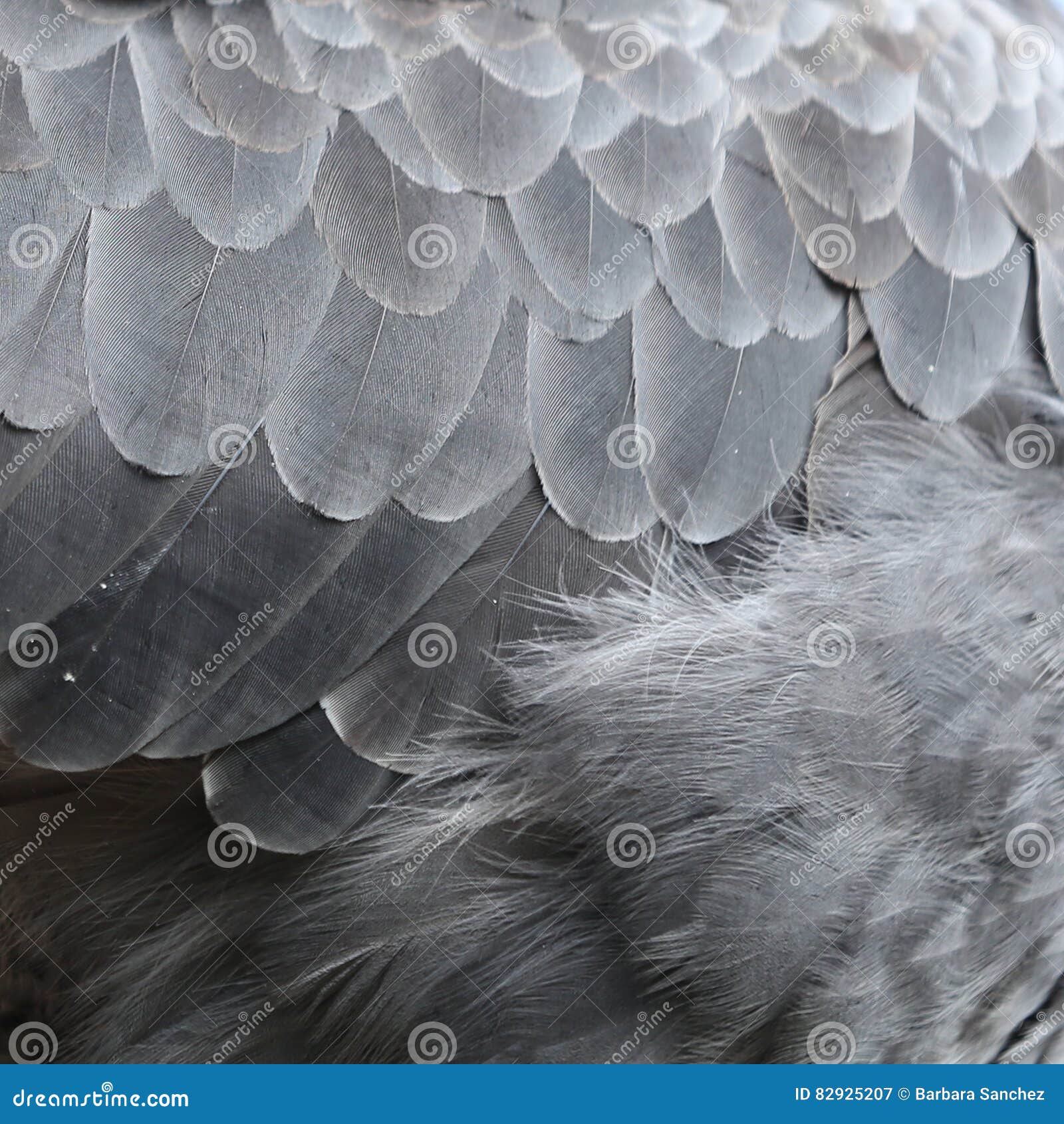 Tiere Und Beschaffenheits-Vogel-Feder Stockbild - Bild von haut, nave ...
