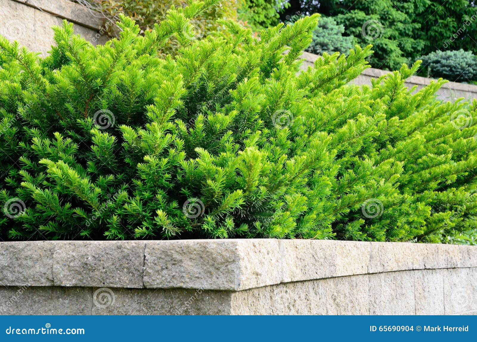 Tiered Retaining Wall with Yew Shrubs Stock Photo - Image of levels ...