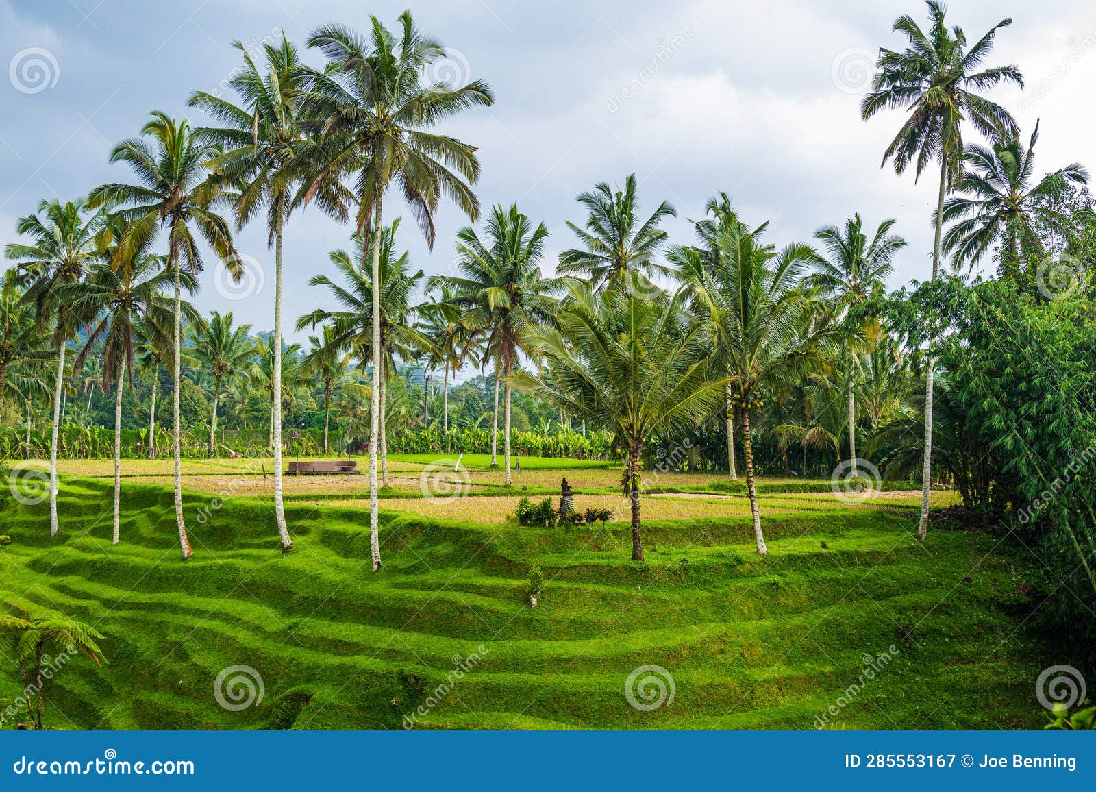 Tiered Rice Paddy stock image. Image of coconut, scenics - 285553167
