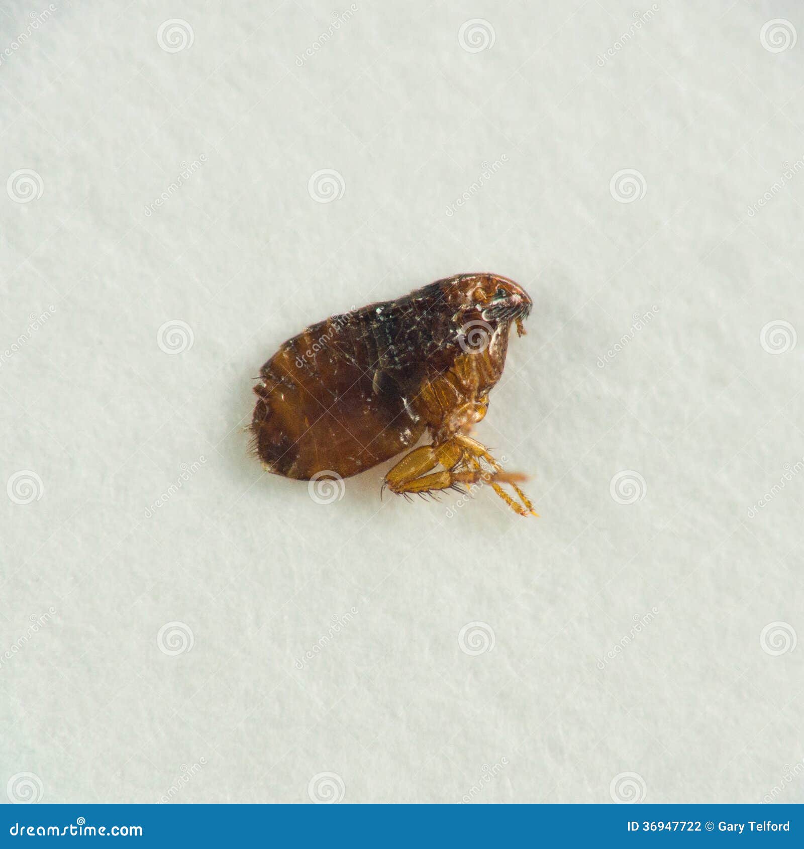 Tierfloh stockfoto. Bild von floh, saugen, insekt, blut - 36947722