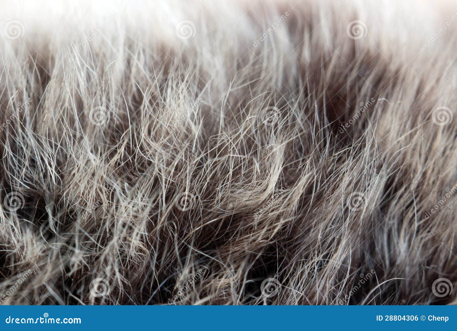 Tierhaare, stockfoto. Bild von braun, lockig, haar, dicht - 28804306