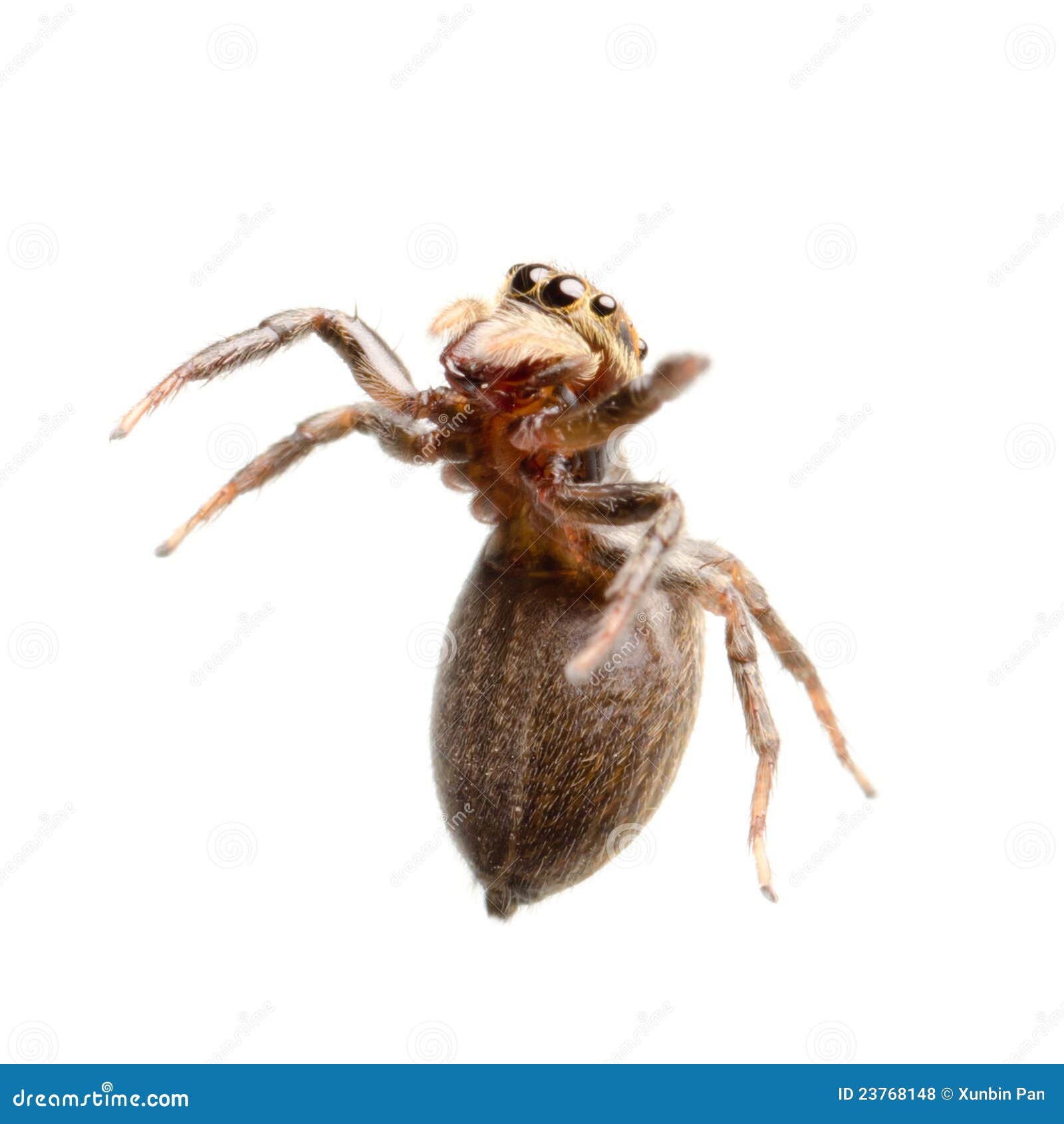 Tierische Schwarze Springende Spinne Stockfoto - Bild von makro ...