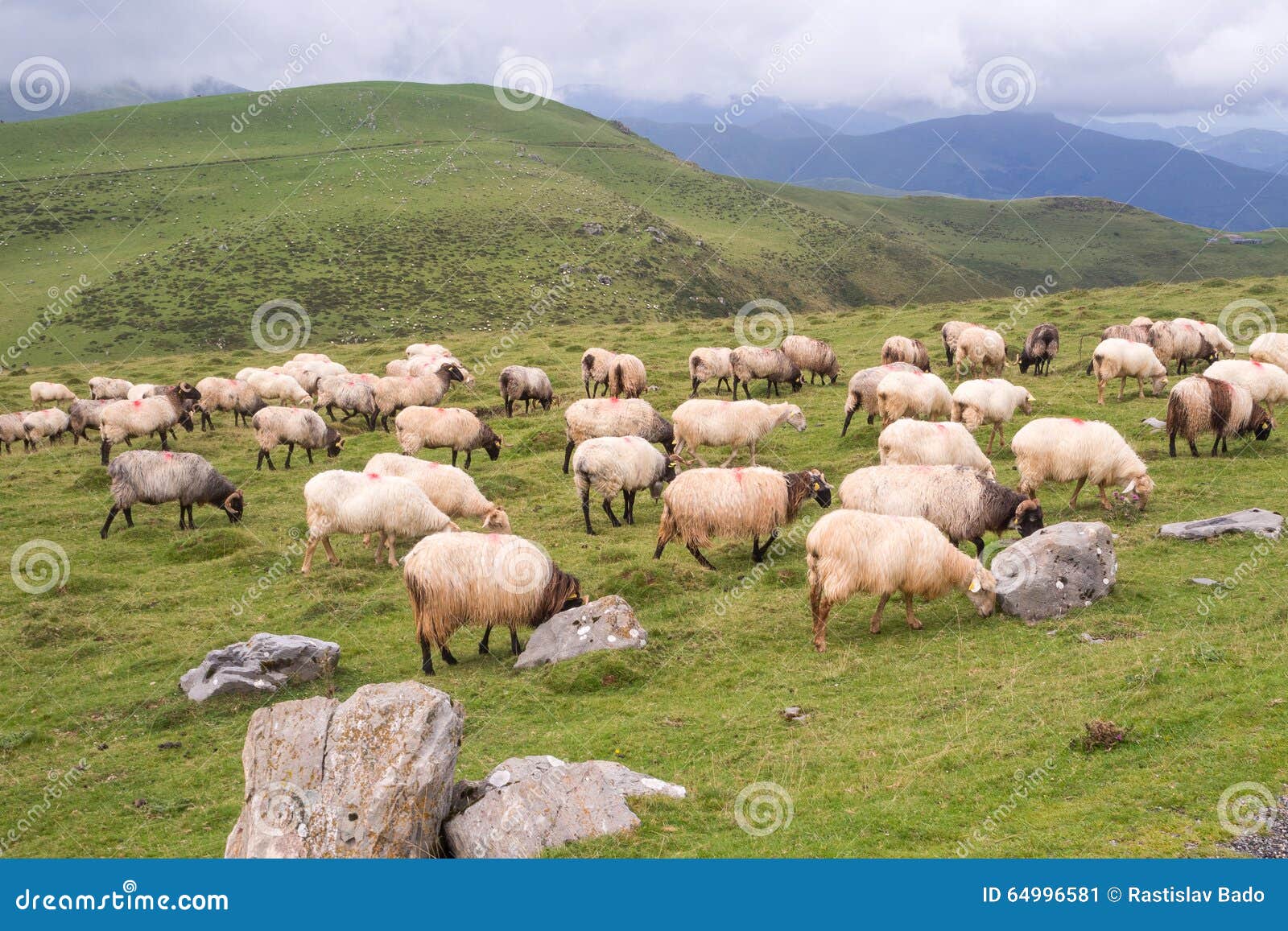 Tierra De Pasto Con Las Ovejas Imagen de archivo - Imagen de multitud ...
