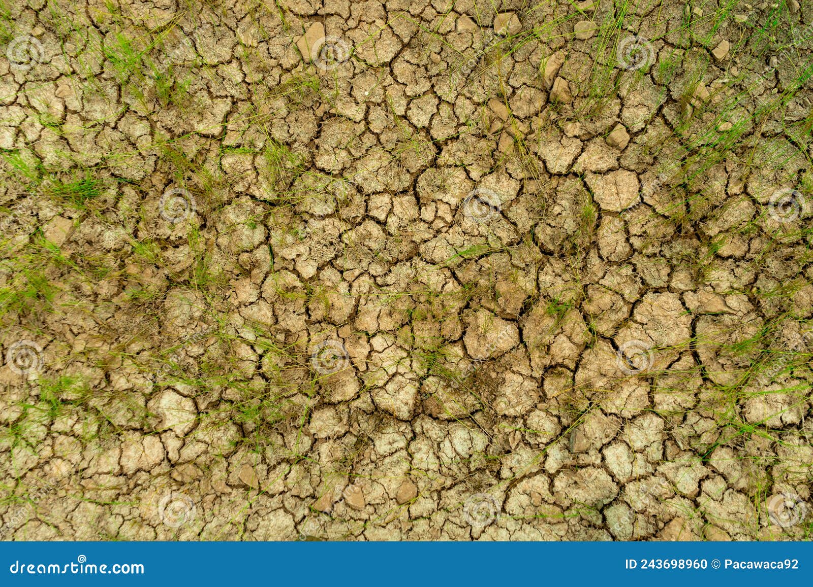 Tierra Gris Seca Agrietada Con Parches De Pasto Foto de archivo ...
