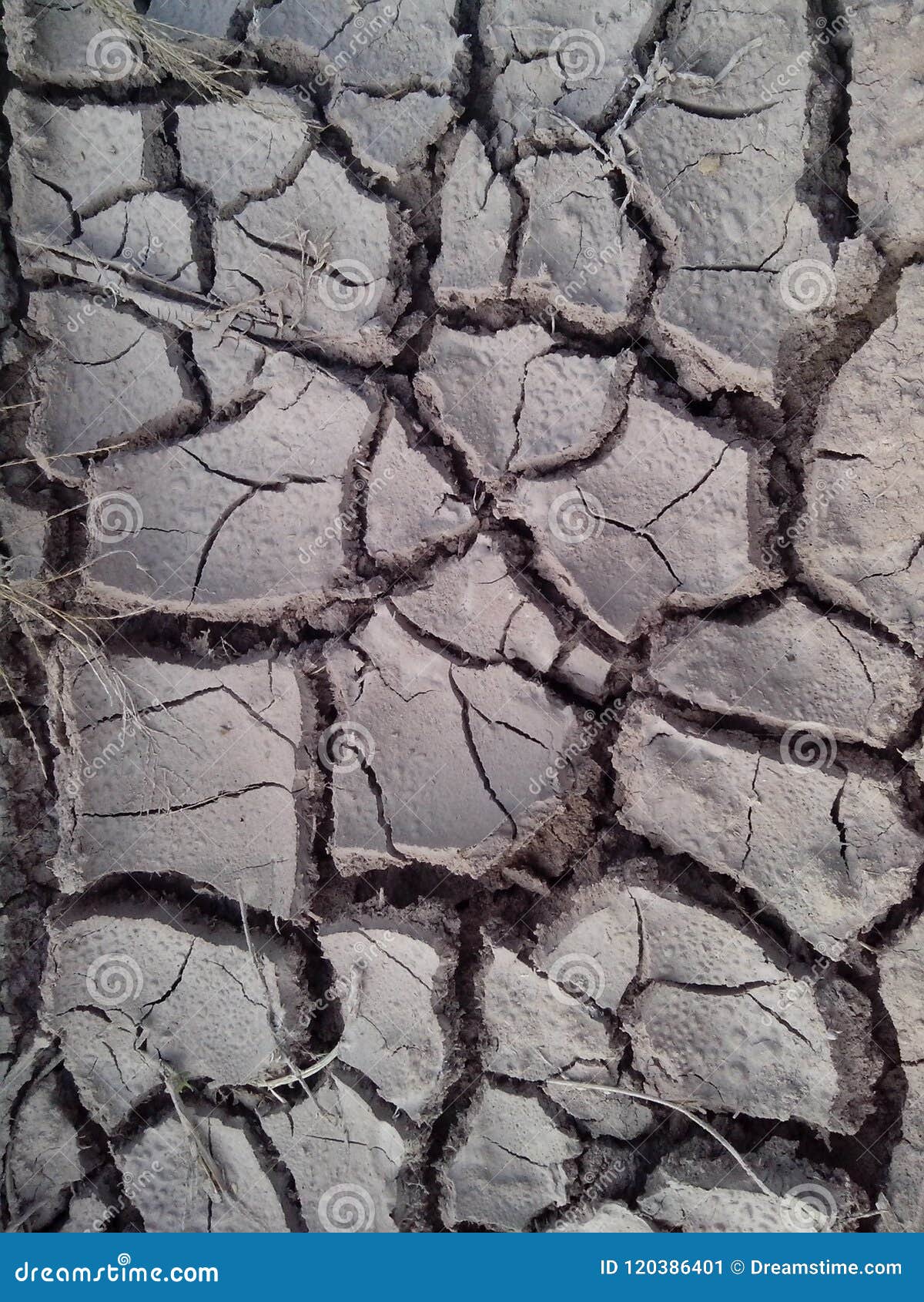 Tierra seca y árida imagen de archivo. Imagen de tronco - 120386401