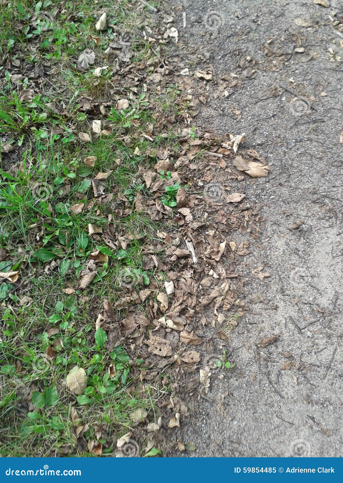 Tierra terrosa 3 imagen de archivo. Imagen de hojas, verde - 59854485