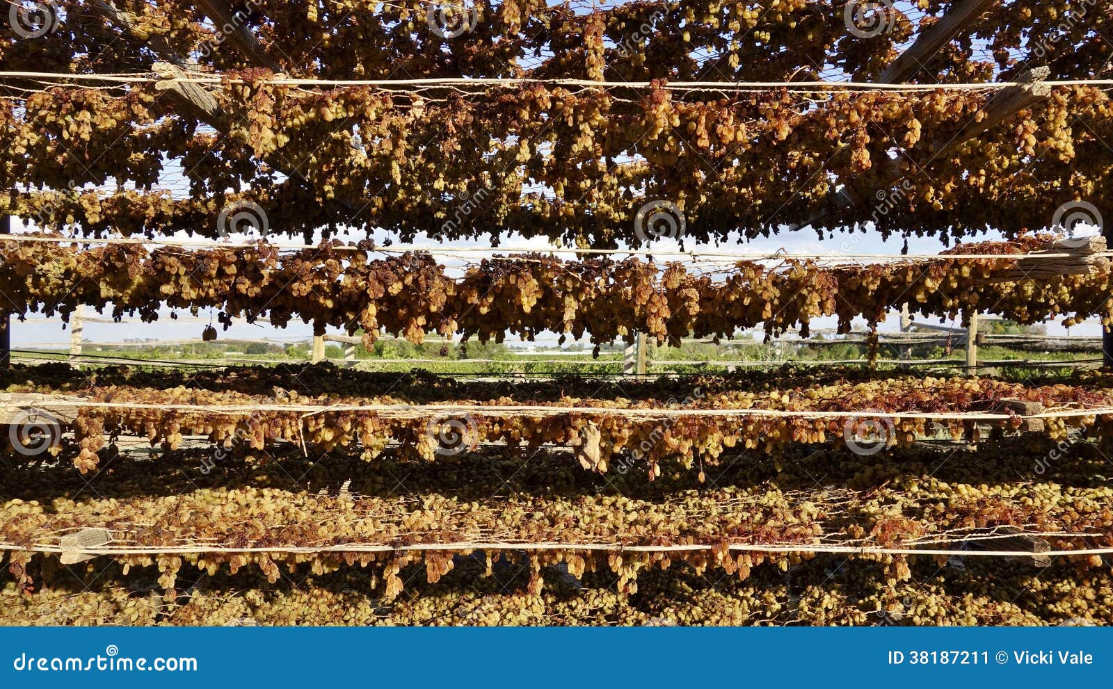 Tiers of Drying Grapes. stock image. Image of tiers, wire - 38187211