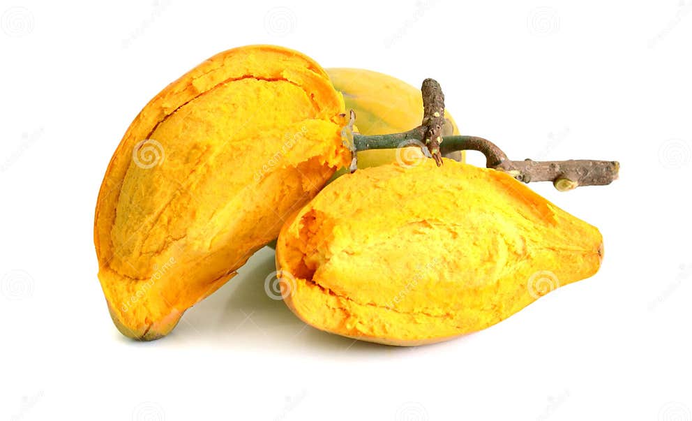 Tiesa egg stock image. Image of seed, tree, growing - 253314541