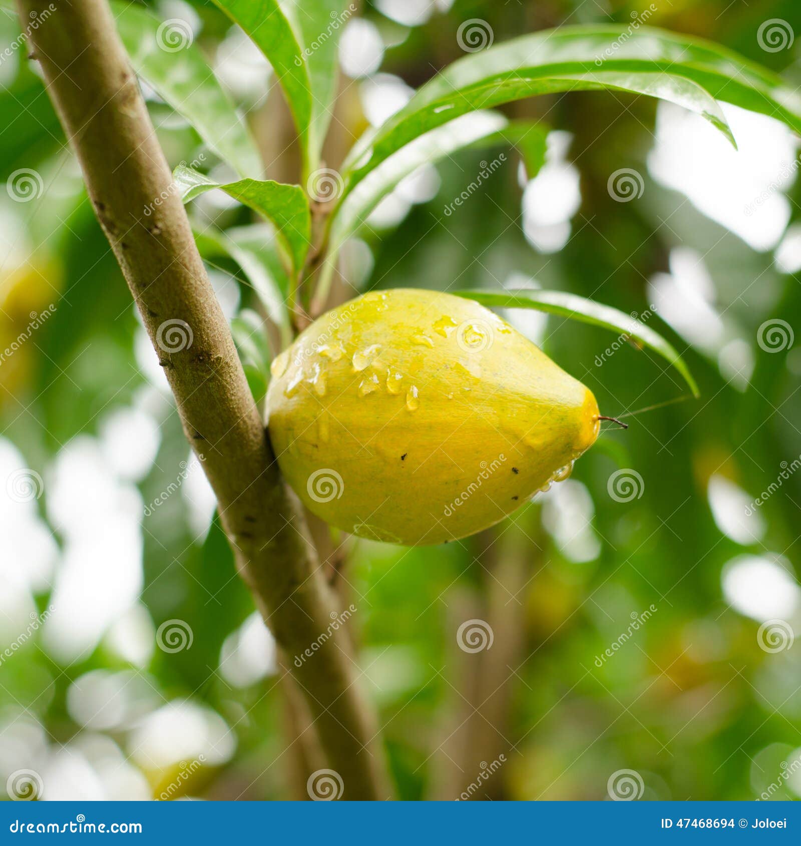 Tiesa egg stock photo. Image of freshness, bokeh, eating - 47468694