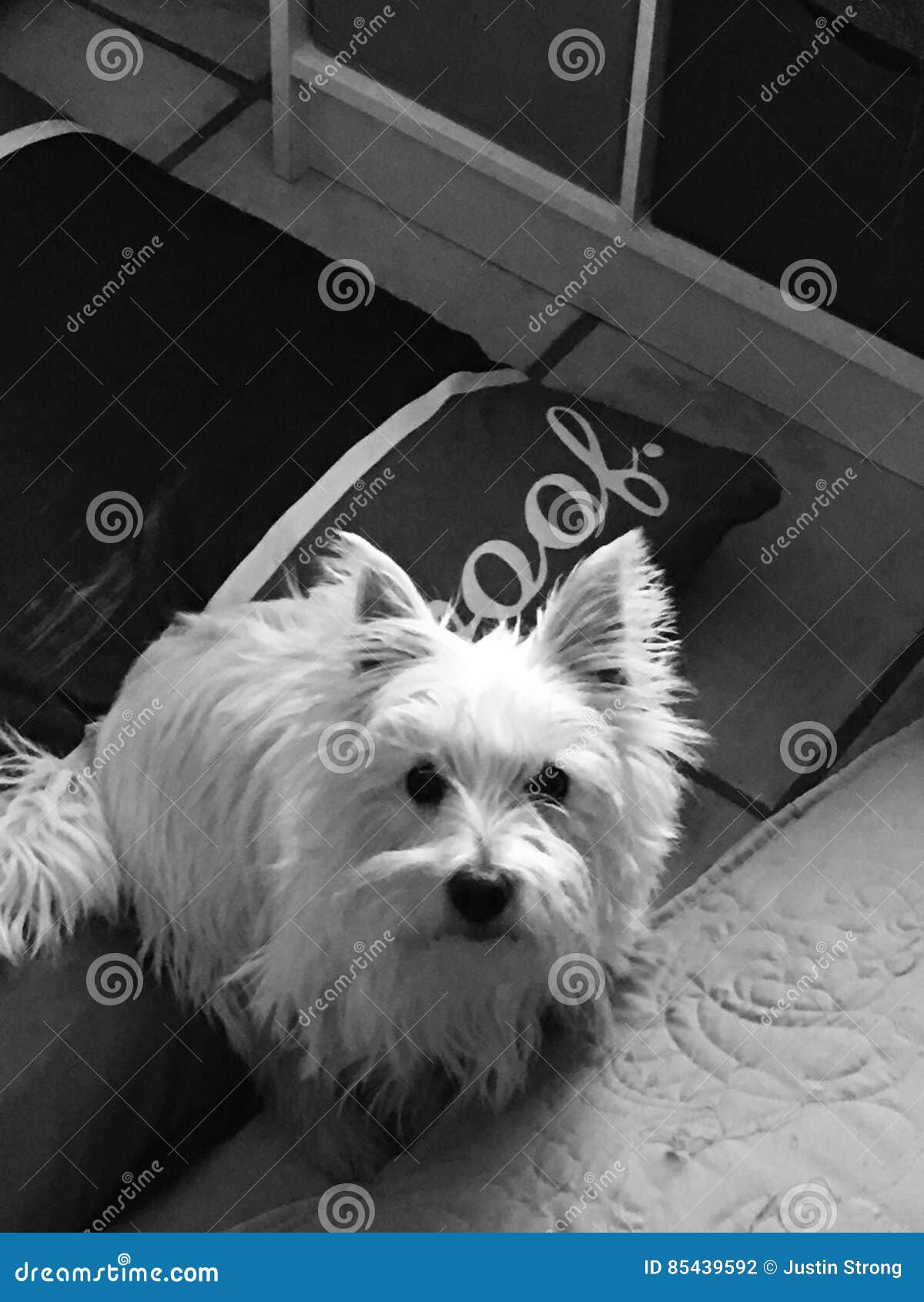 Tiffany stock photo. Image of outside, cute, outdoors - 85439592