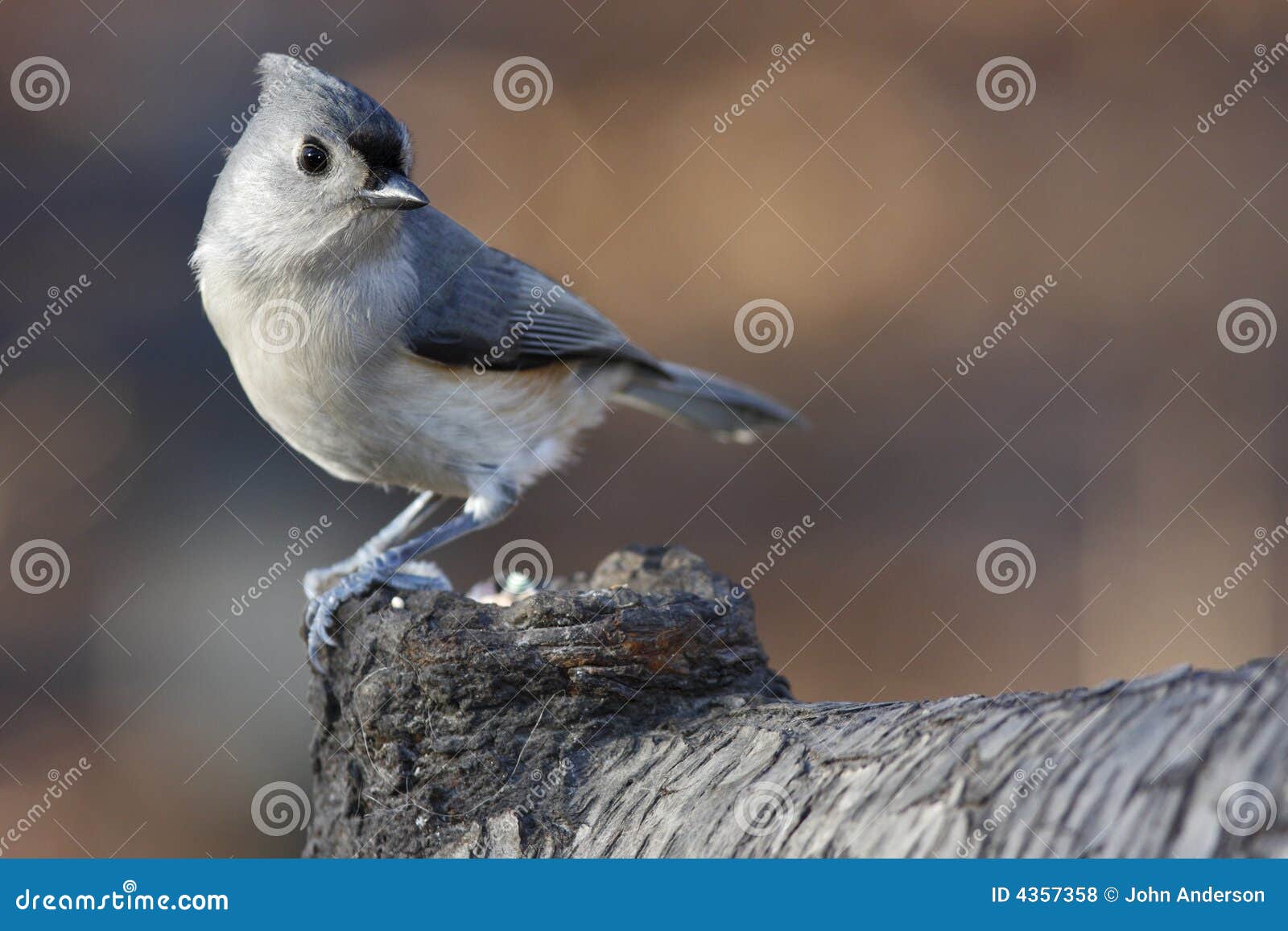Tifted titmouse stock photo. Image of gray, parks, baeolophus - 4357358