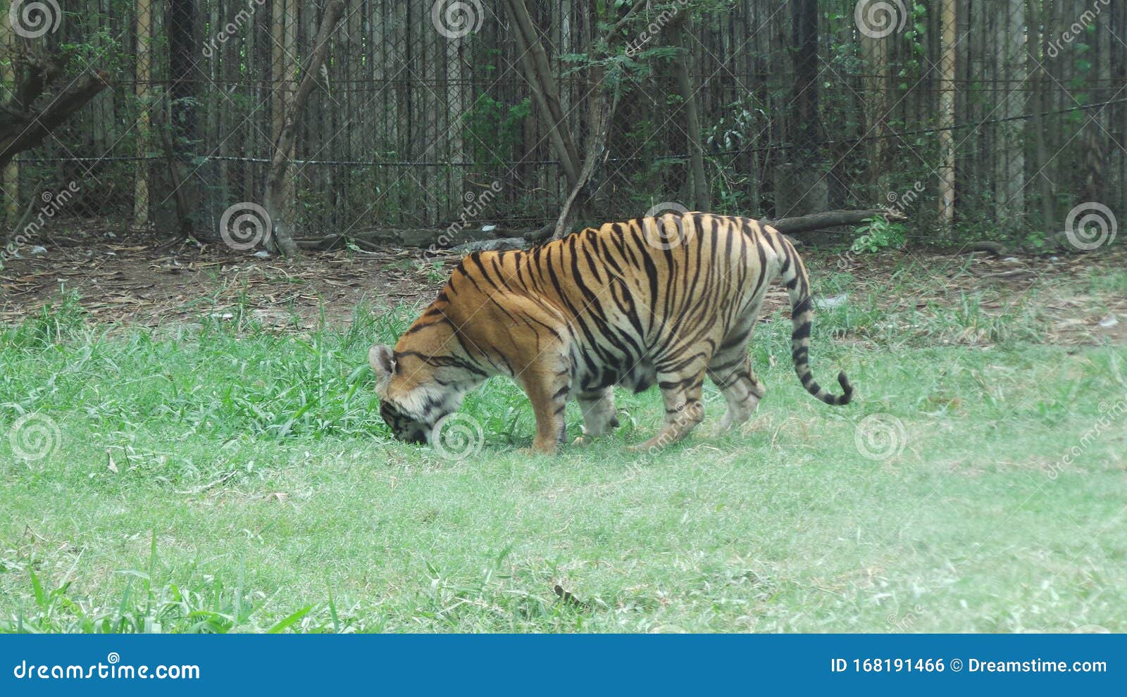 Tigar in jungle stock photo. Image of india, indian - 168191466