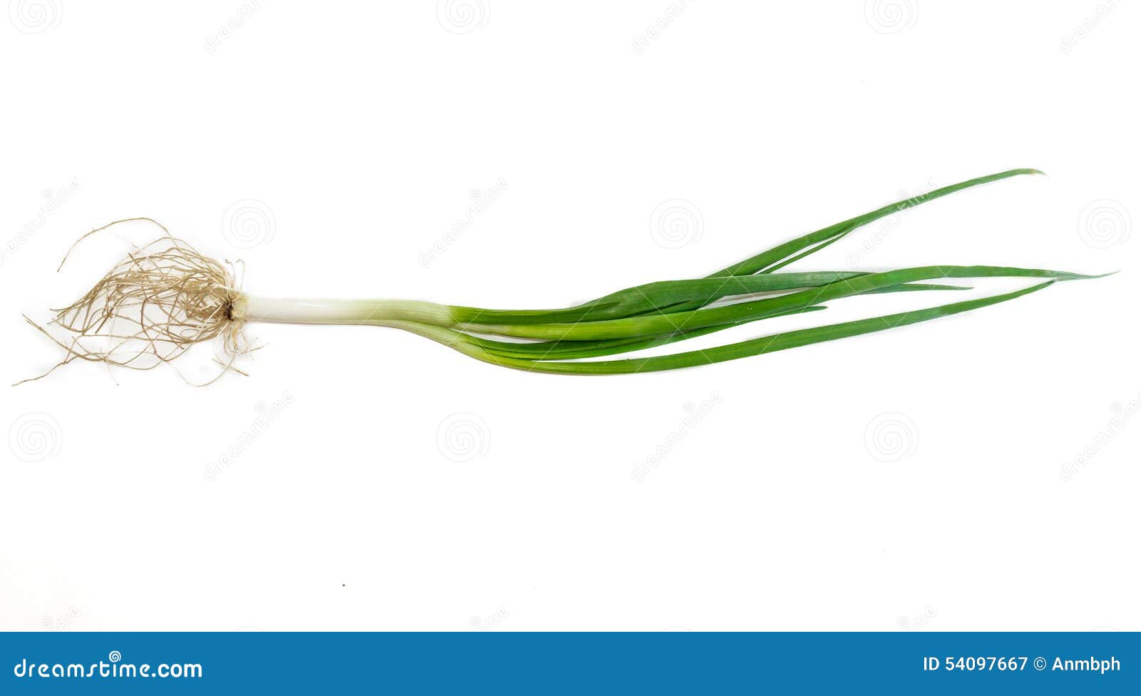 Tige d'oignon vert image stock. Image du avantageux, moisson - 54097667