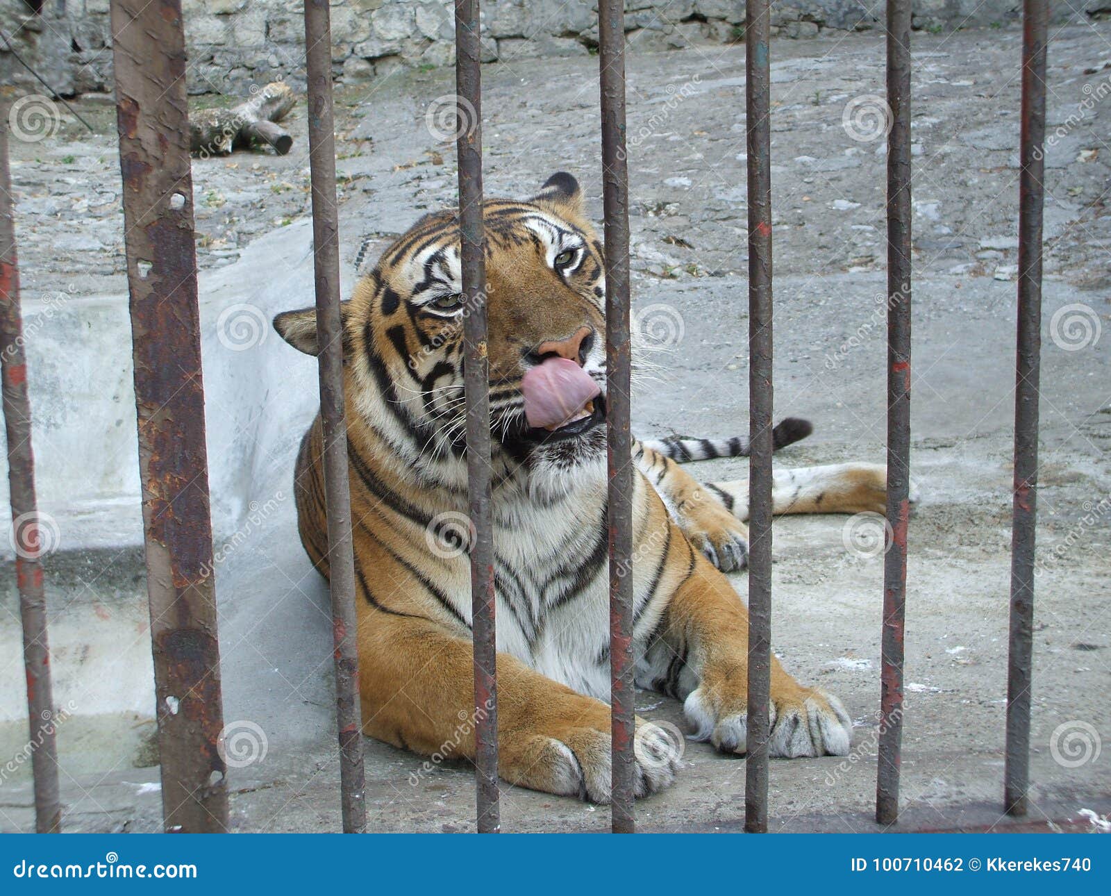 Tiger stockfoto. Bild von tiger, serbien, gefährlich - 100710462