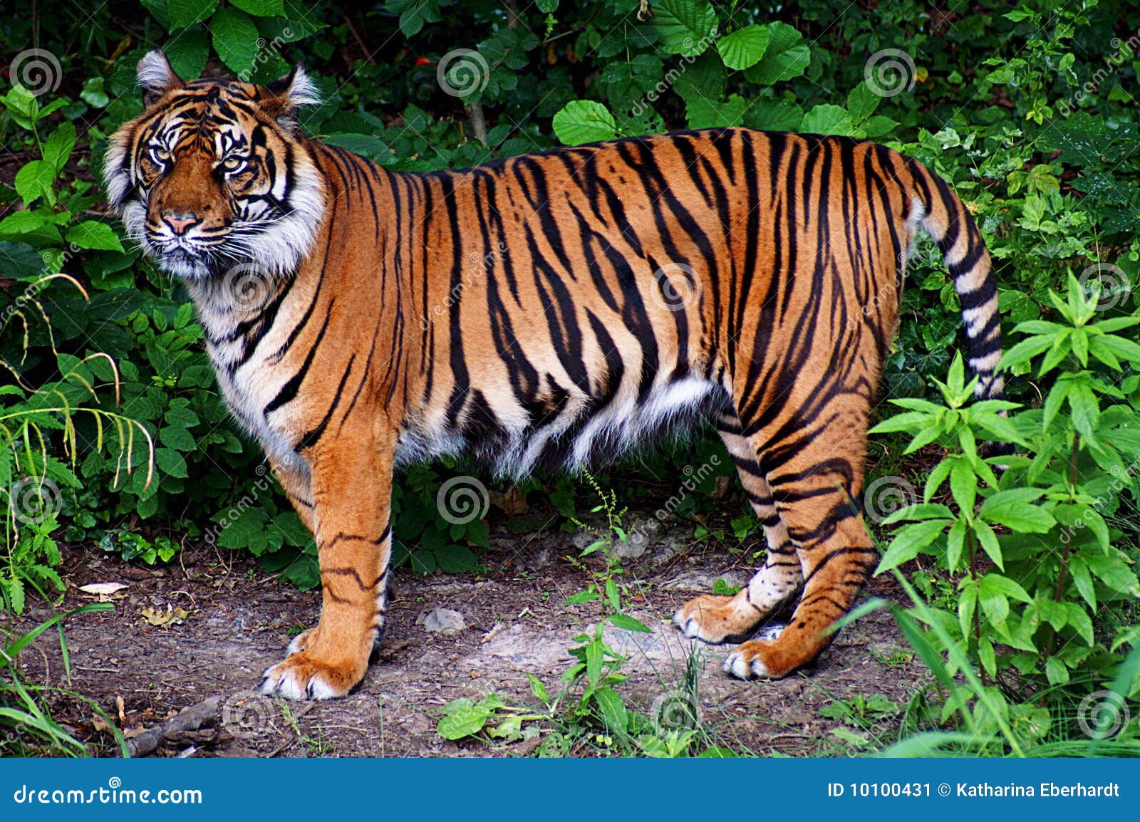 Tiger Listening Stock Photos - Free & Royalty-Free Stock Photos from ...