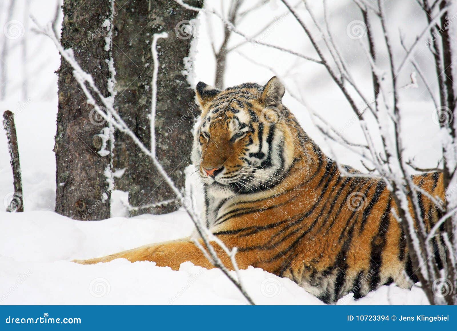 Tiger stock photo. Image of frost, frozen, animal, furry - 10723394