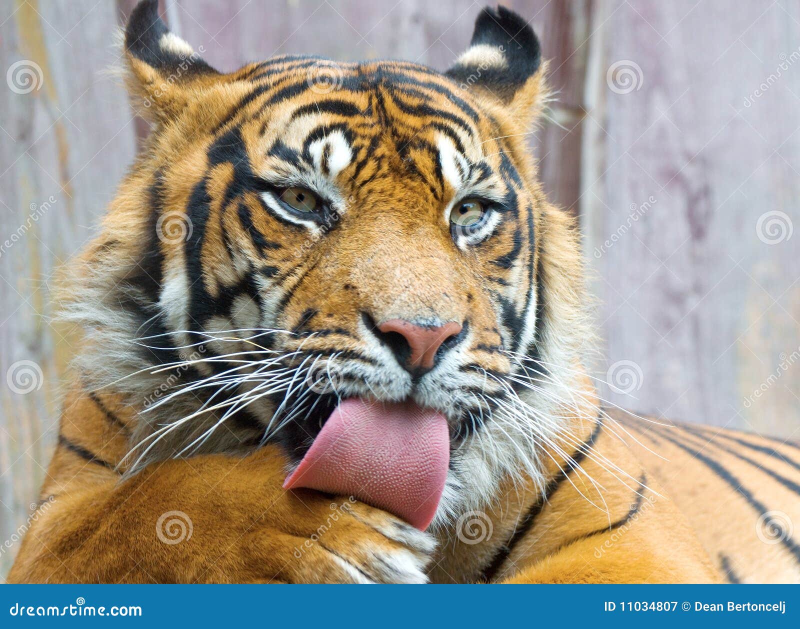 Tiger stock image. Image of bengal, licking, tiger, predator - 11034807