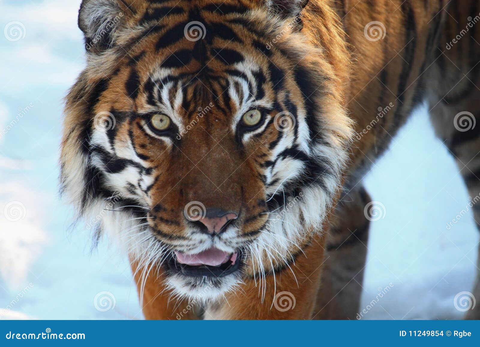 Tiger stock photo. Image of wildlife, portrait, wild - 11249854