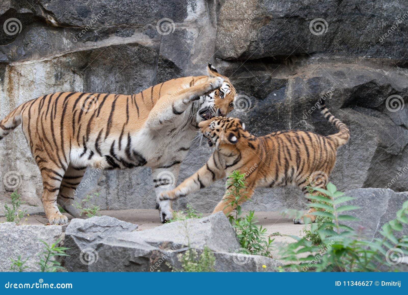 Tiger stock image. Image of cubs, orange, affection, action - 11346627