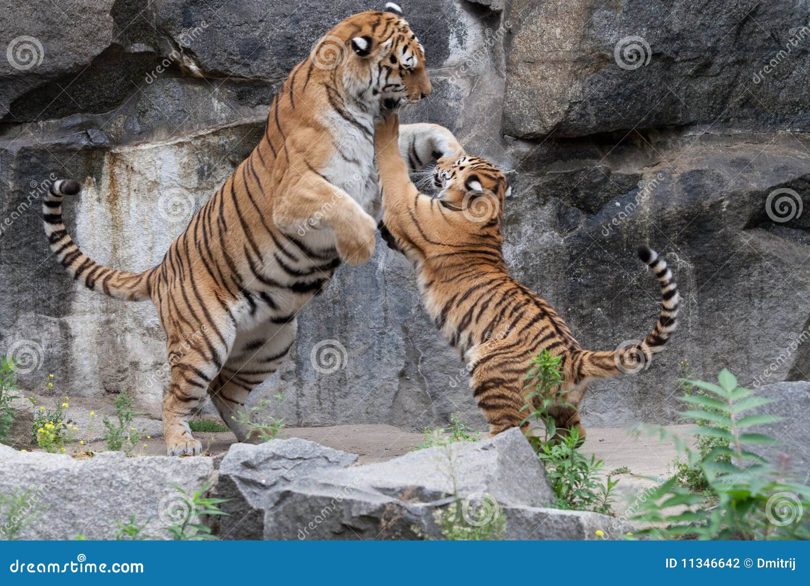 Tiger stock photo. Image of anger, orange, leaves, paws - 11346642