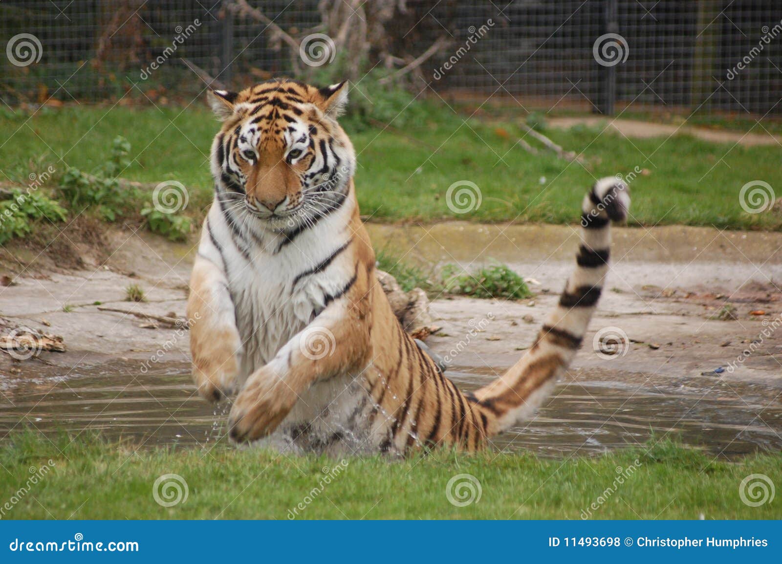 Tiger stock photo. Image of mammals, tigers, pond, jumping - 11493698