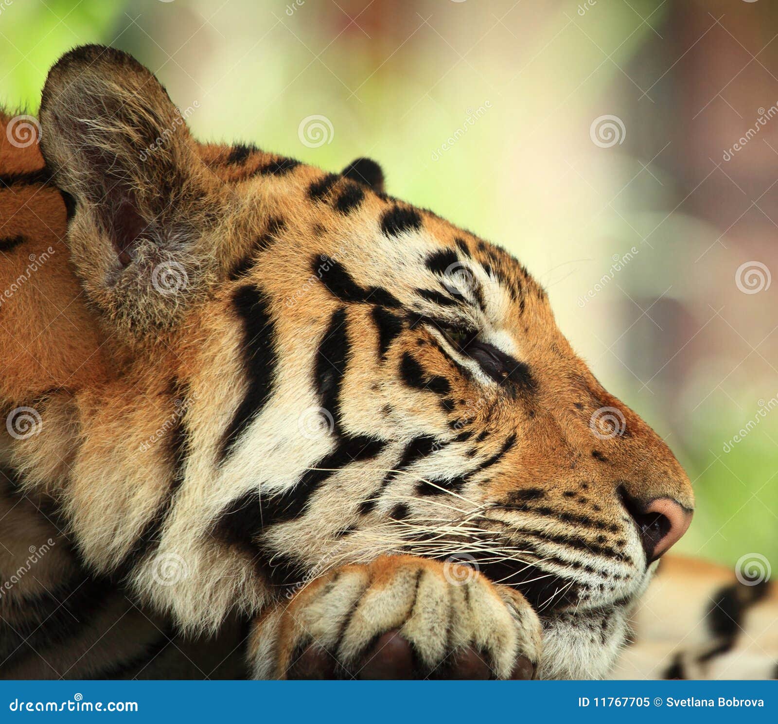 Tiger stock image. Image of portrait, animals, wildlife - 11767705