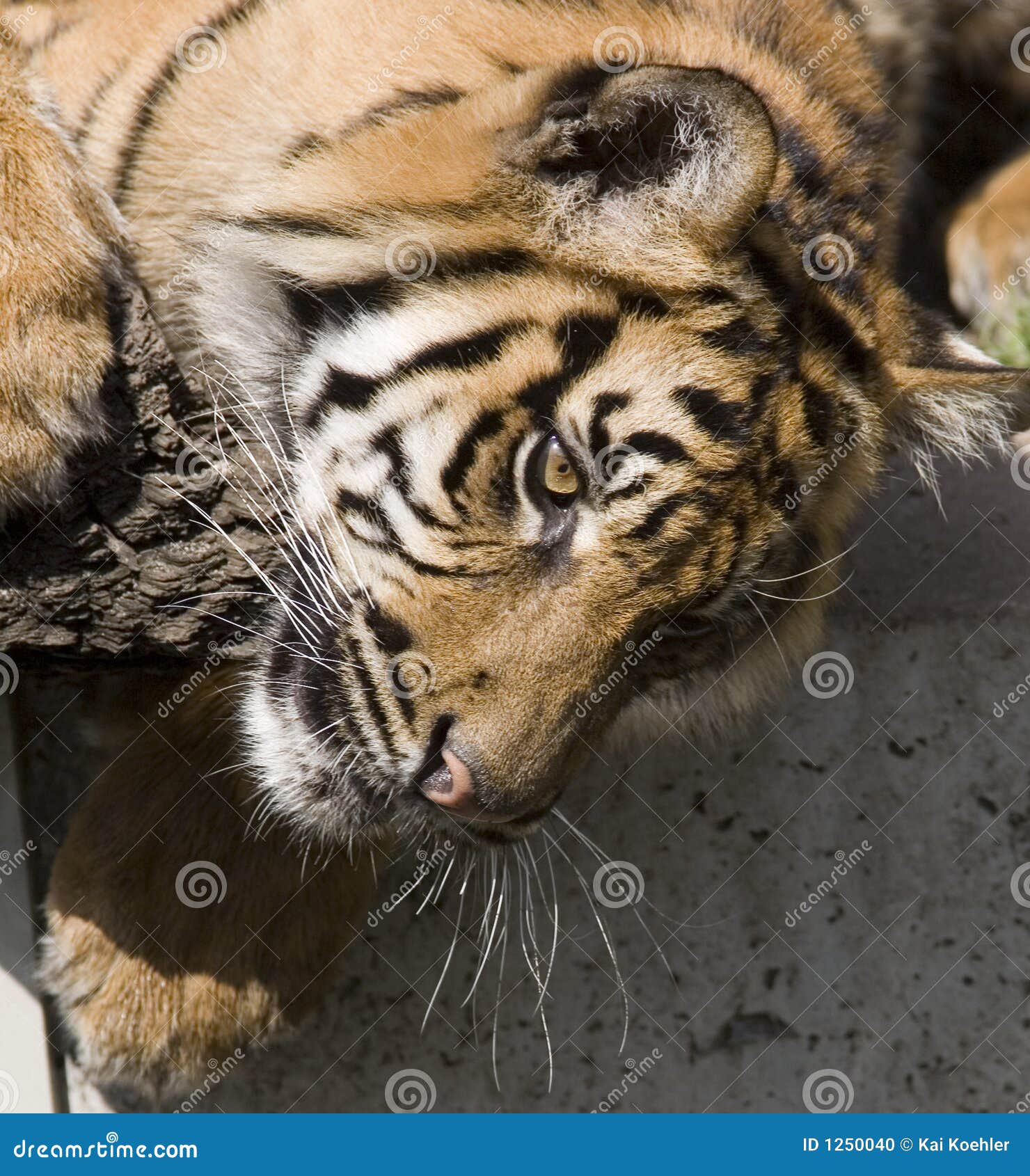 Tiger stock photo. Image of tiger, nature, nose, lonely - 1250040