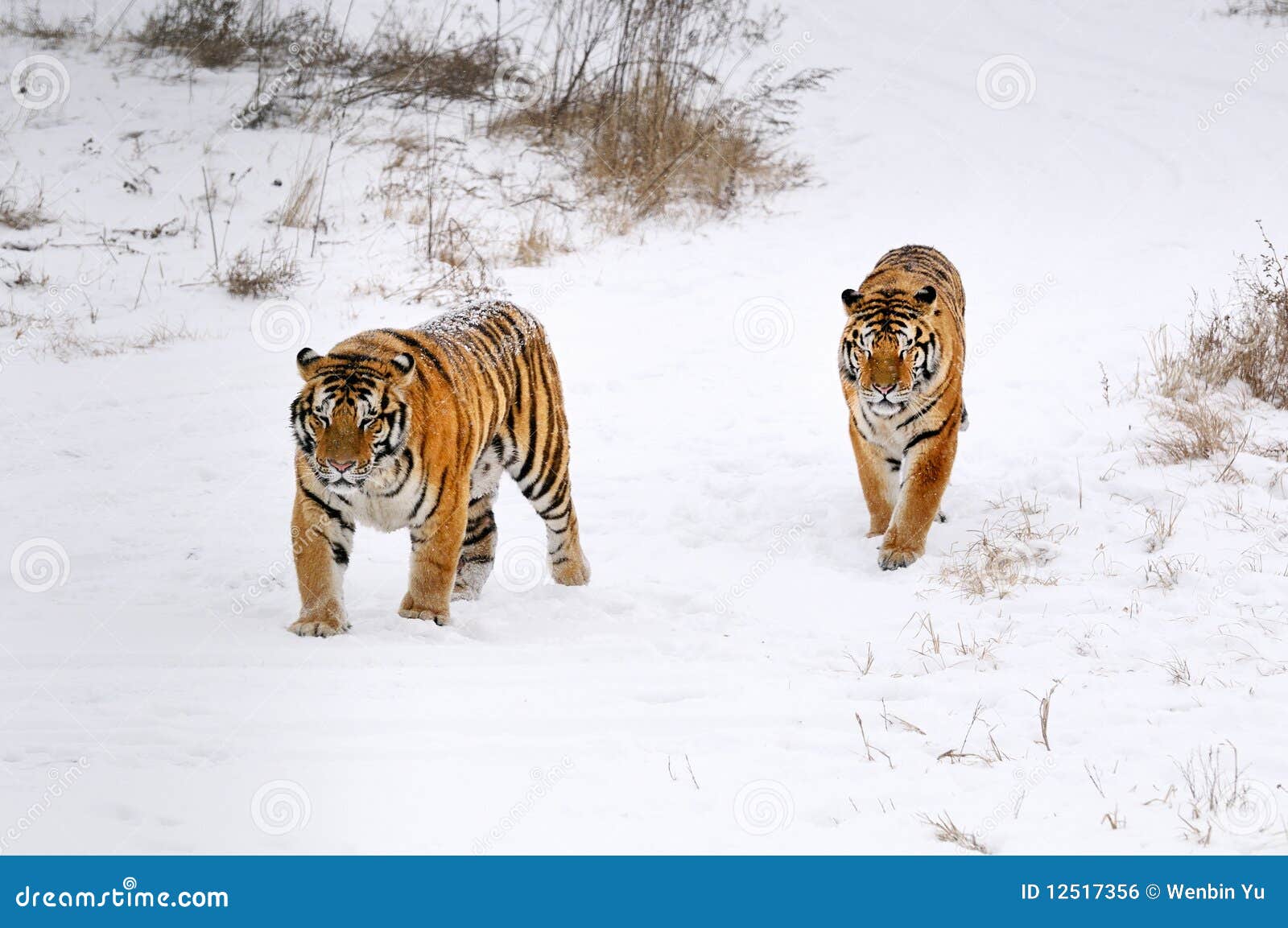 Tiger stock photo. Image of marauder, manchurian, tigers - 12517356